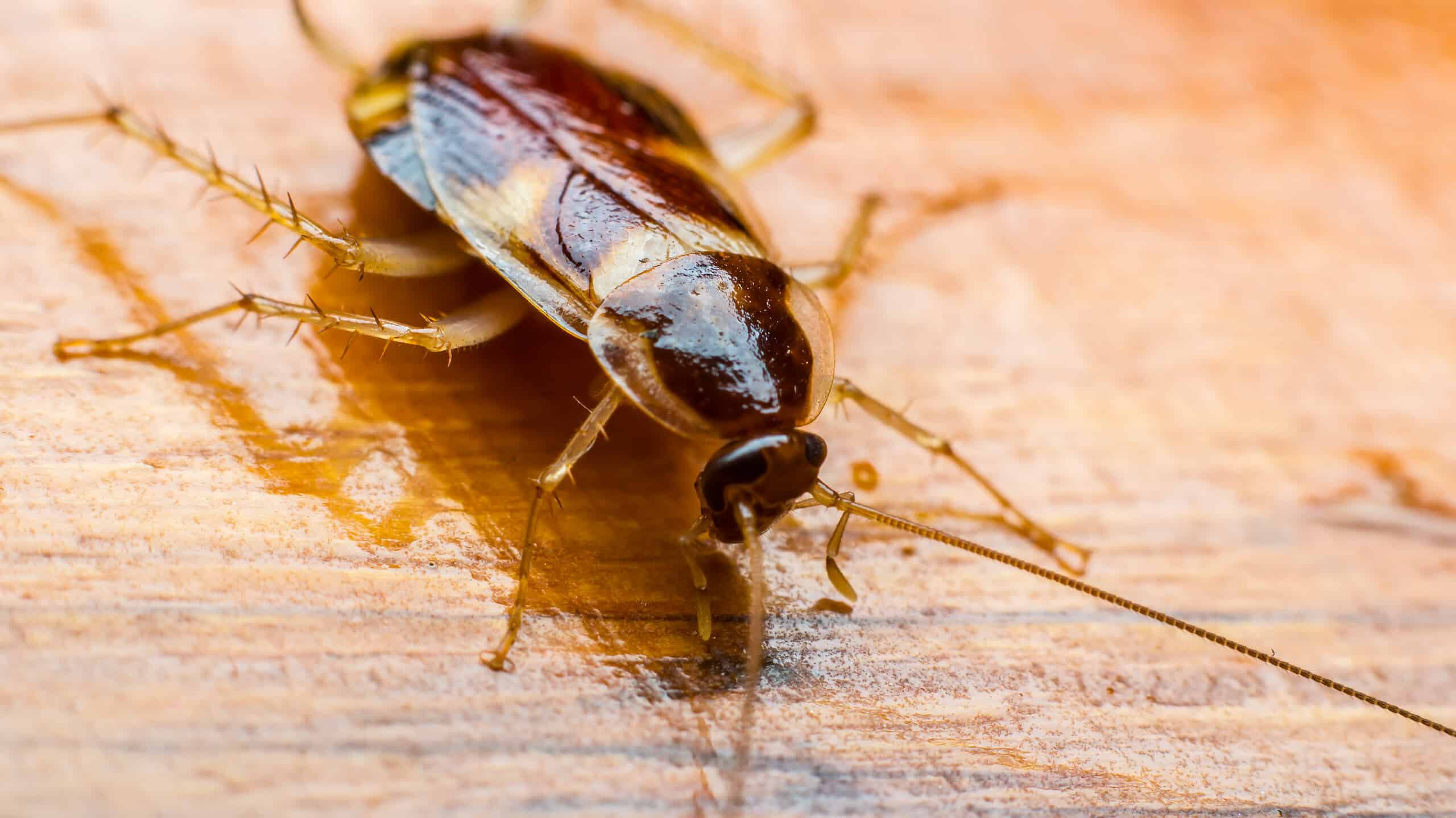 Repel Roaches With These Plant-Based Methods