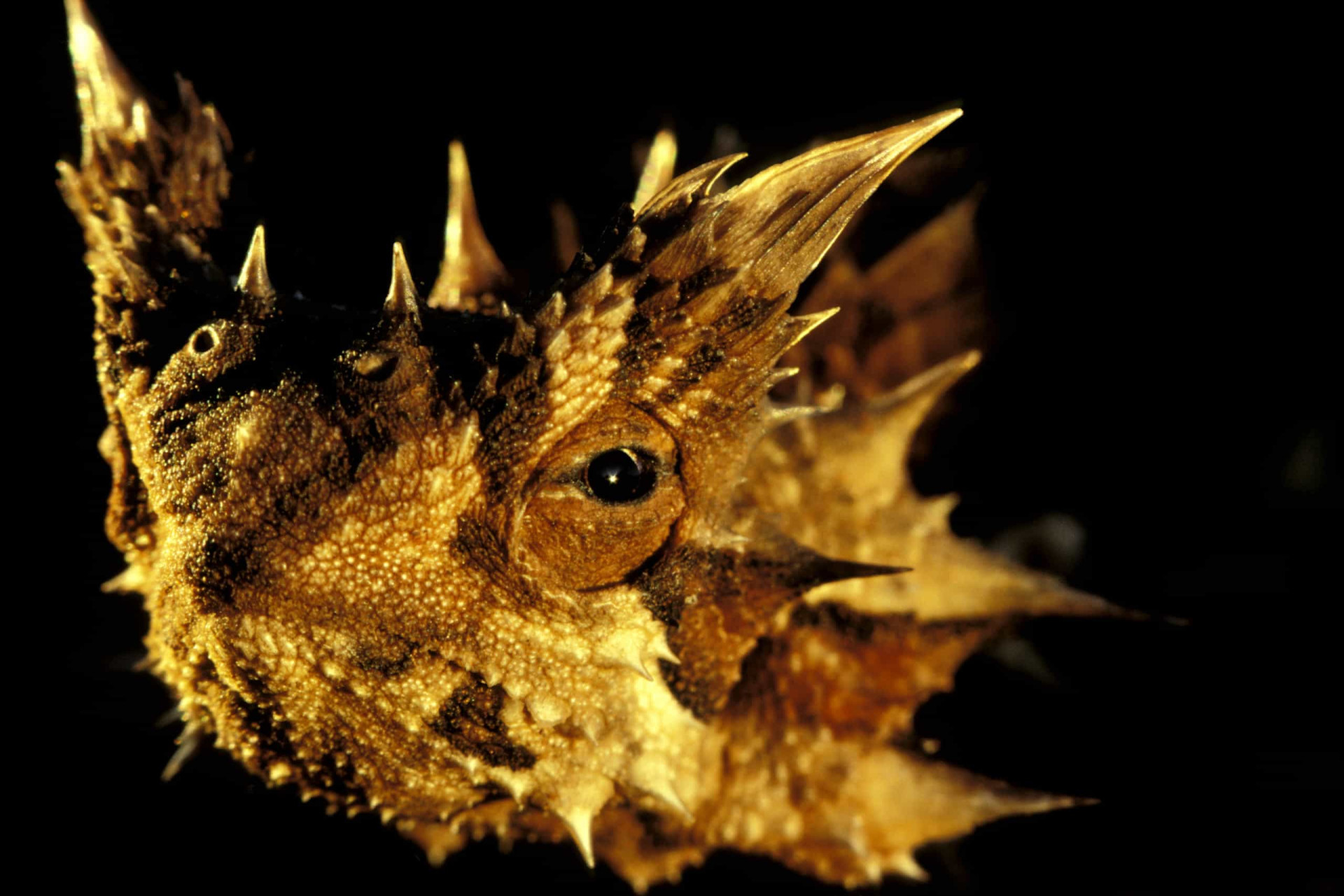 These animals are associated with the devil