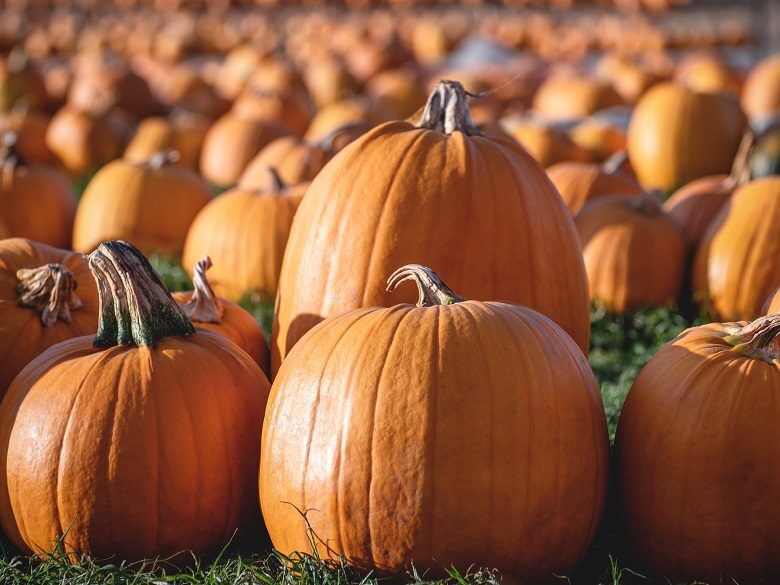 14 Fun Pumpkin Patches in Atlanta, Georgia