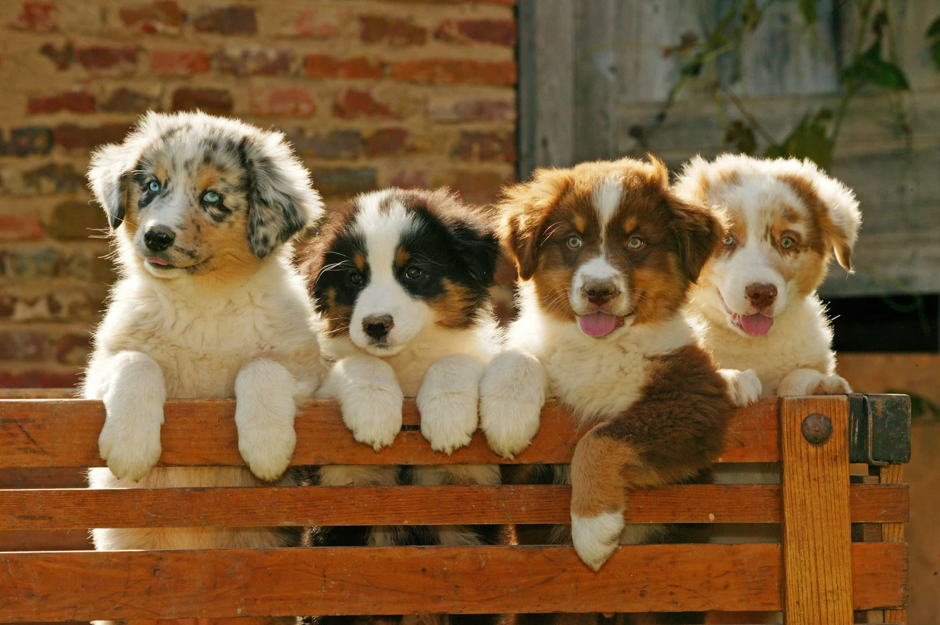 A ranking of the most adorable dog breeds