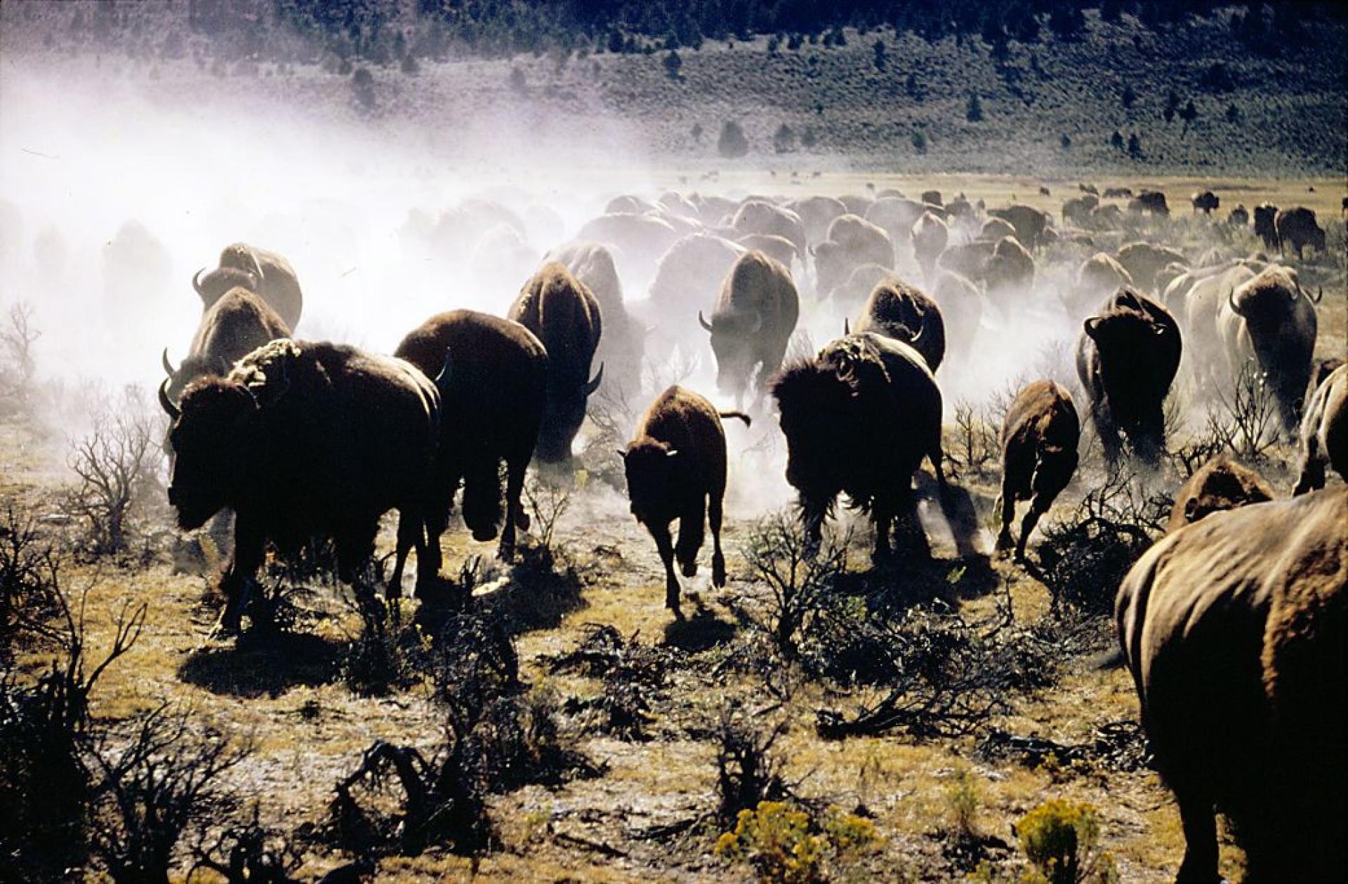 Cannibalism and massacres: The dark history of the Oregon Trail