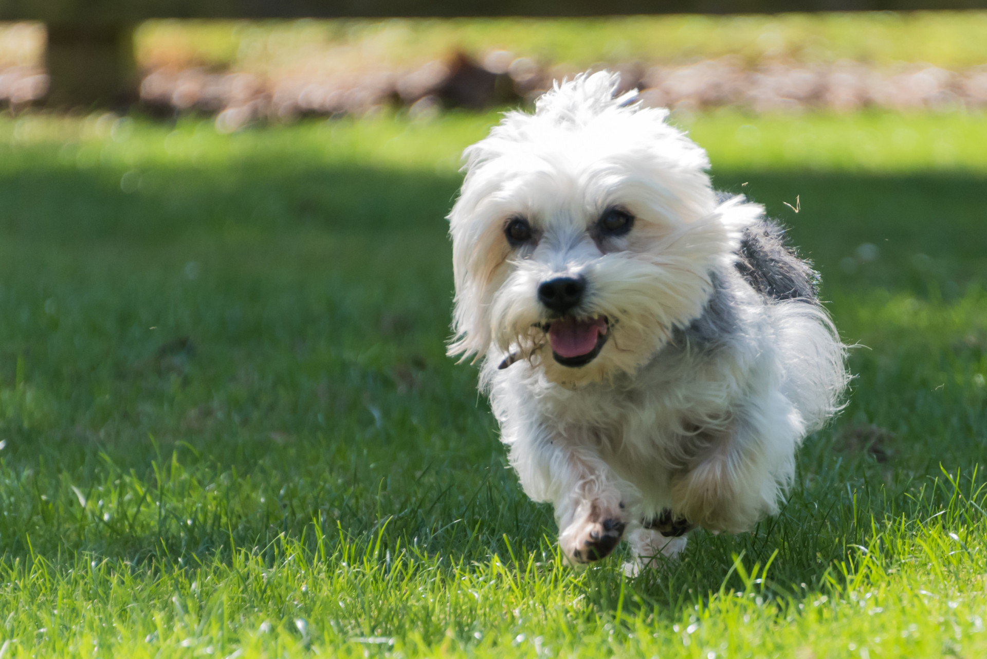Rare dog breeds facing extinction