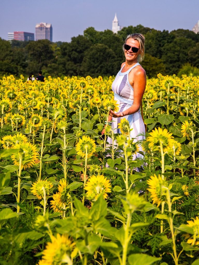 The 7 Best Sunflower Fields in Raleigh and Surrounding Triangle [U-Pick ...