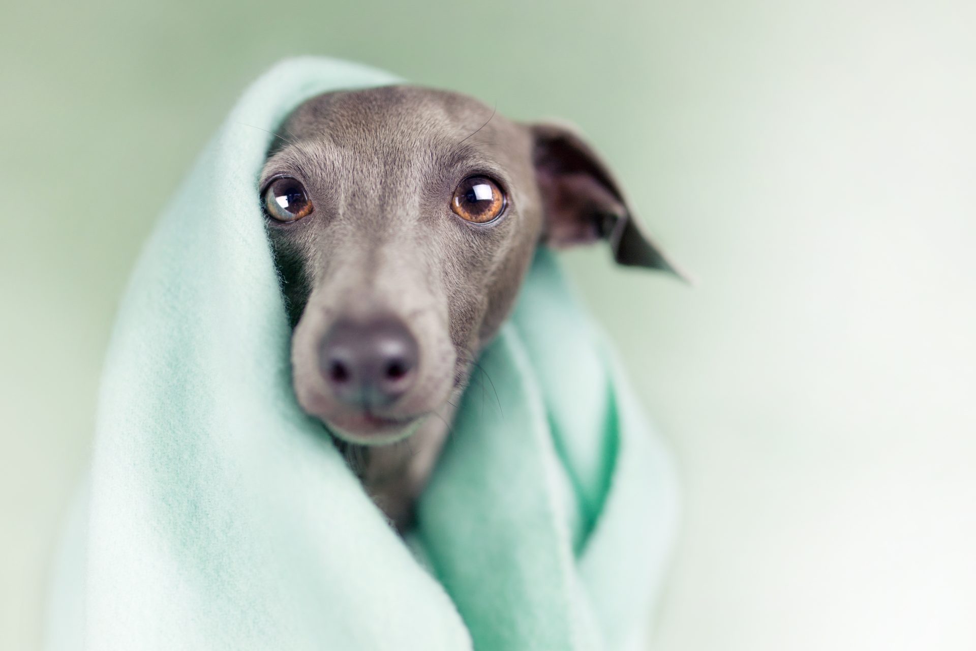 8 pets that won't make you sneeze