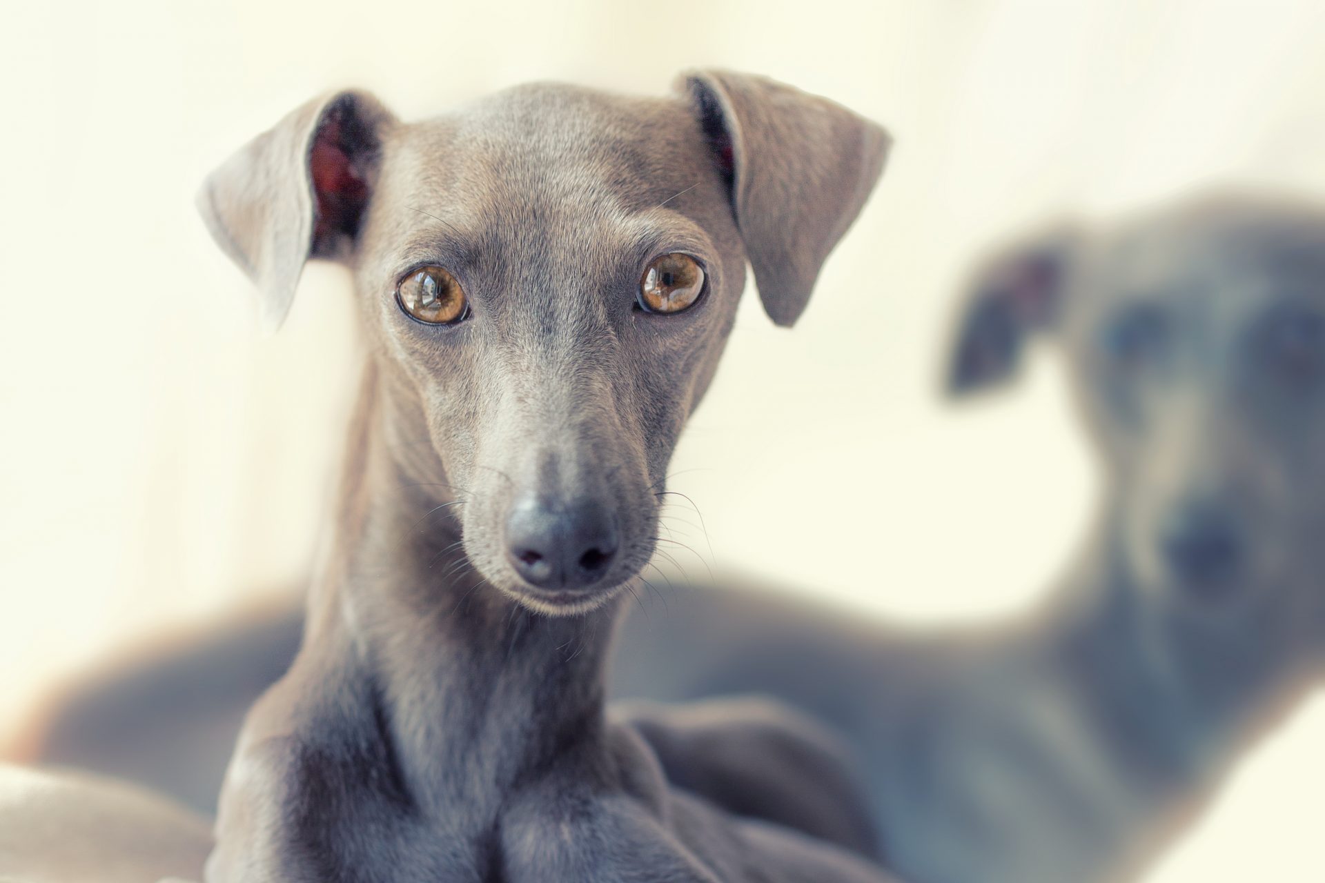 8 pets that won't make you sneeze