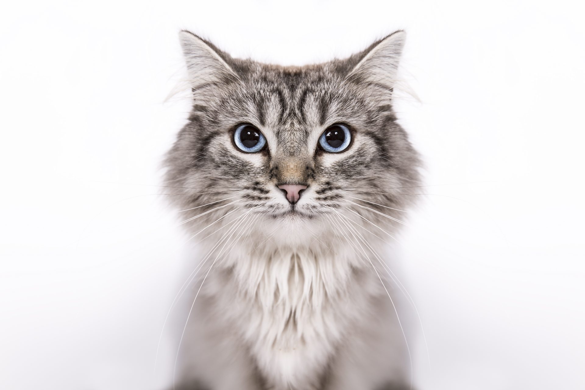 8 pets that won't make you sneeze