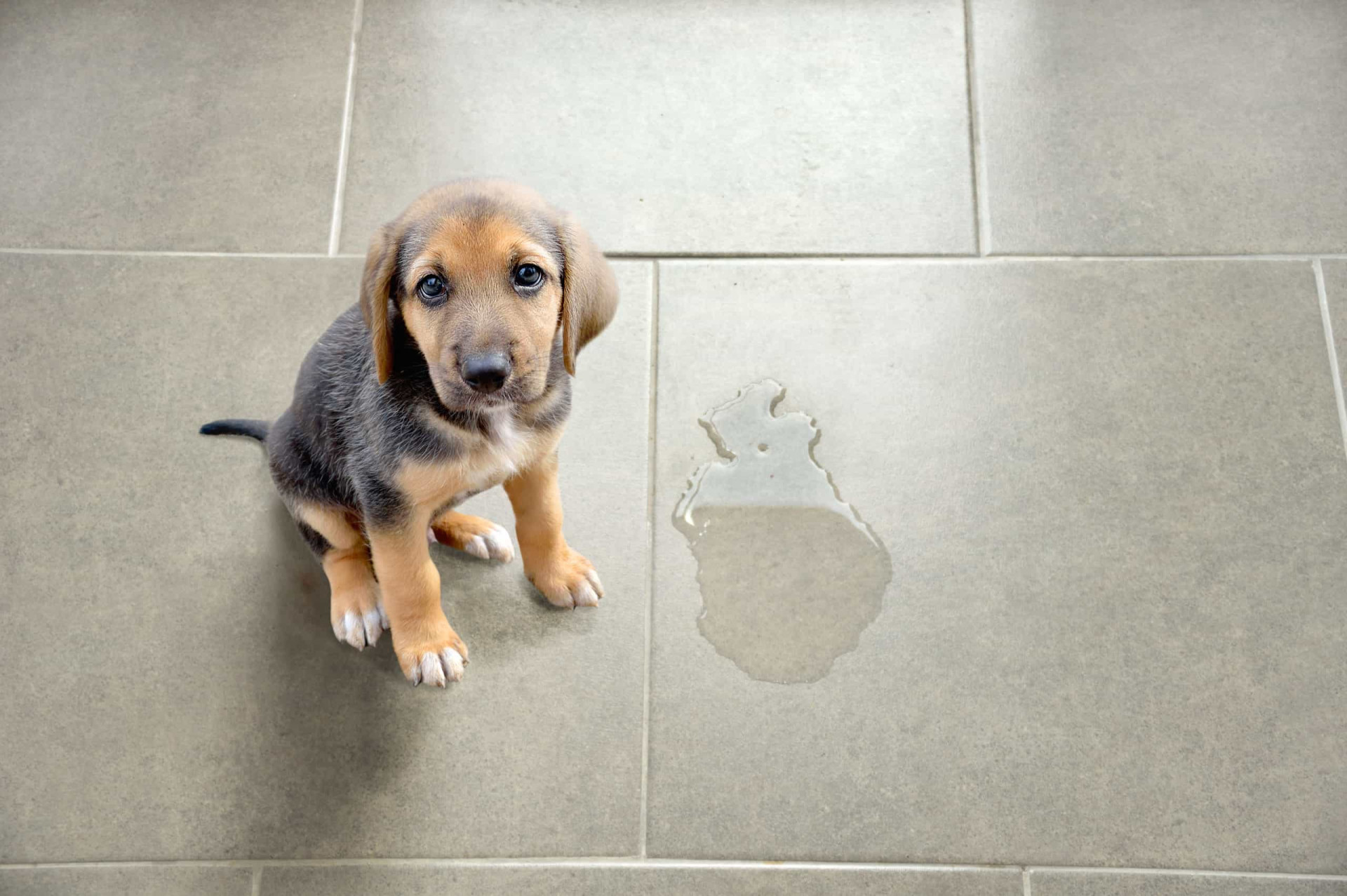Ways to pet-proof your home