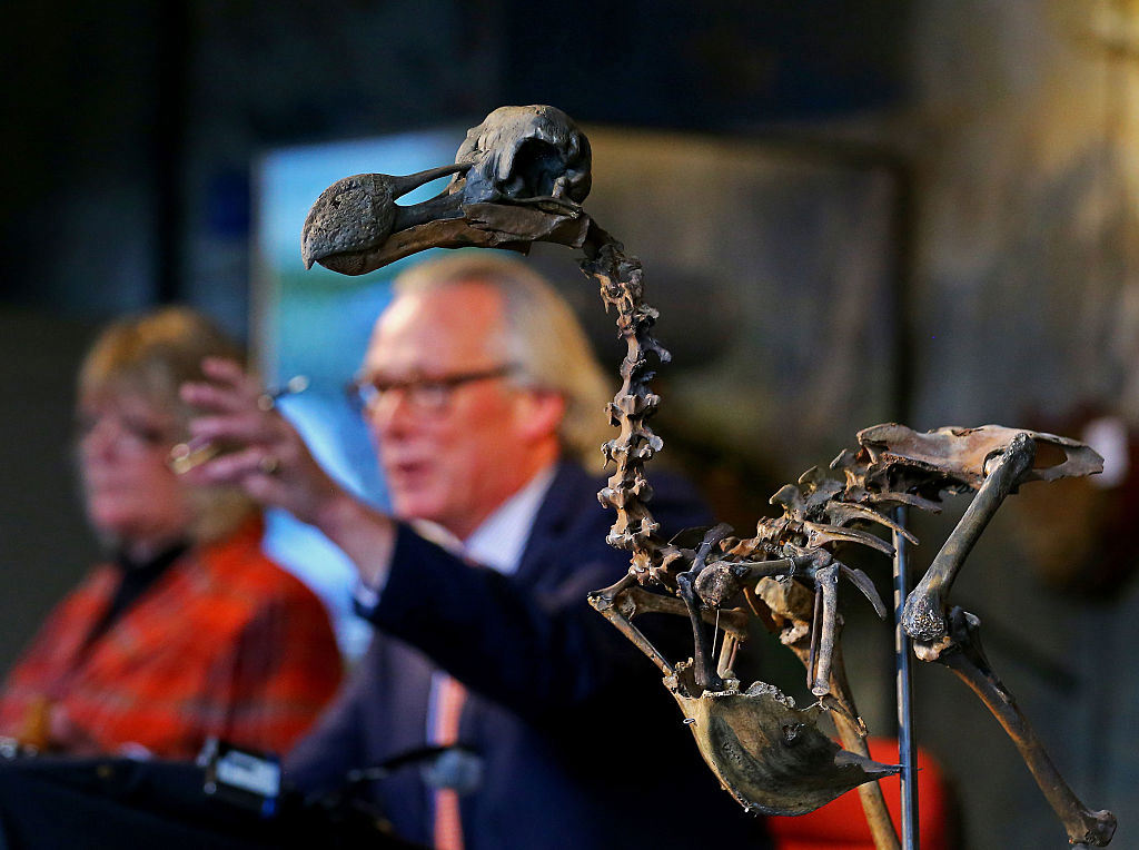 Are scientists close to ‘resurrecting’ the extinct dodo bird? Are scientists close to ‘resurrecting’ the extinct dodo bird?