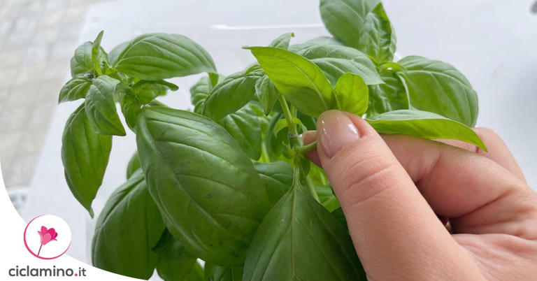 Per ogni stanza della casa c’è l’erba aromatica più adatta