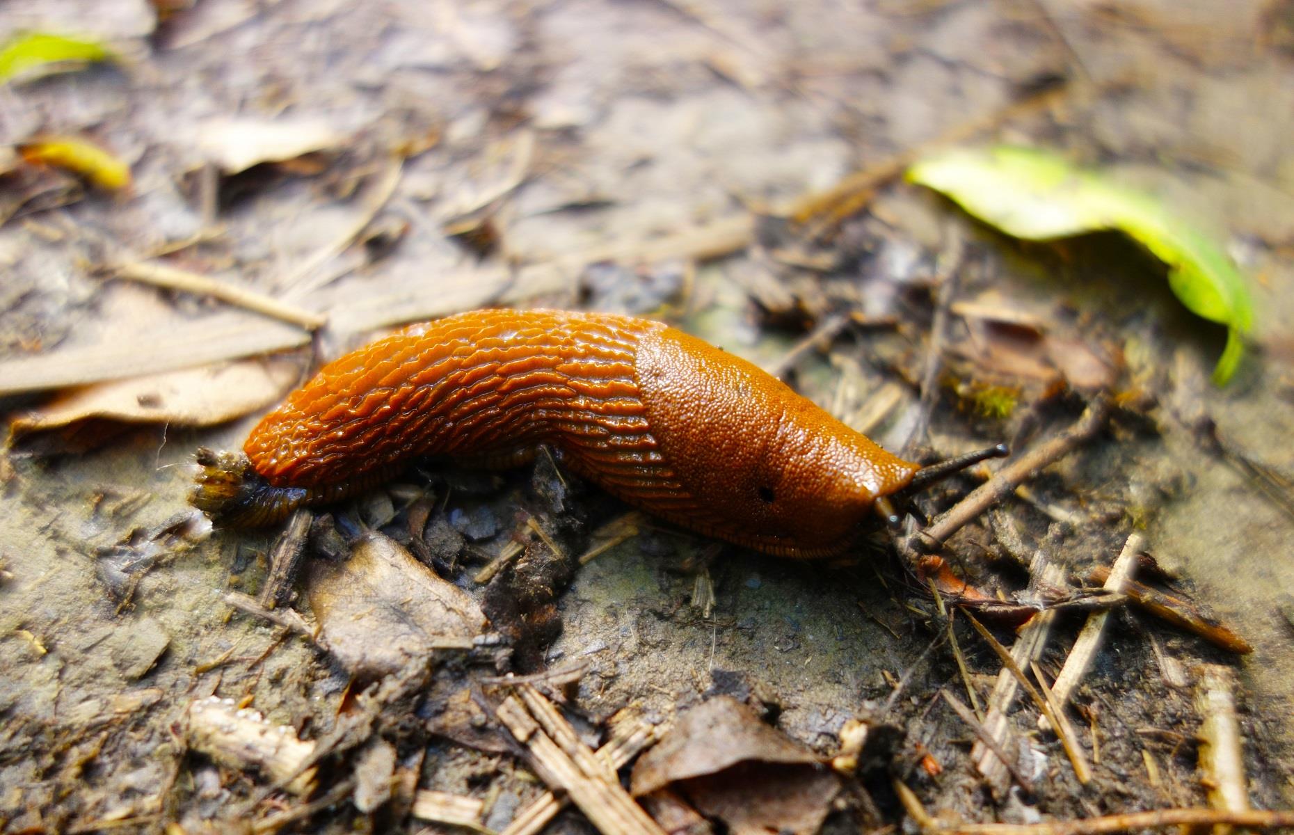 13 Common Household Pests (How To STOP Them)