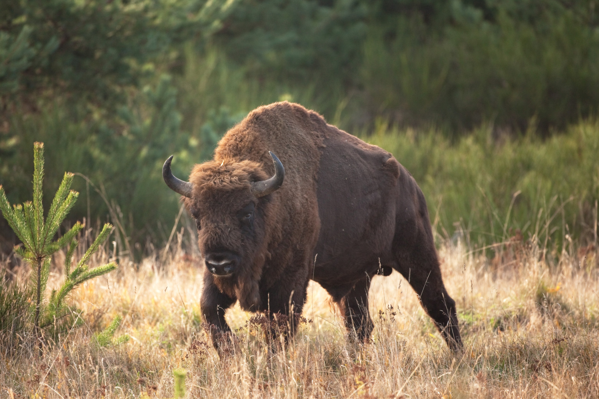 Brilliant facts about the American bison