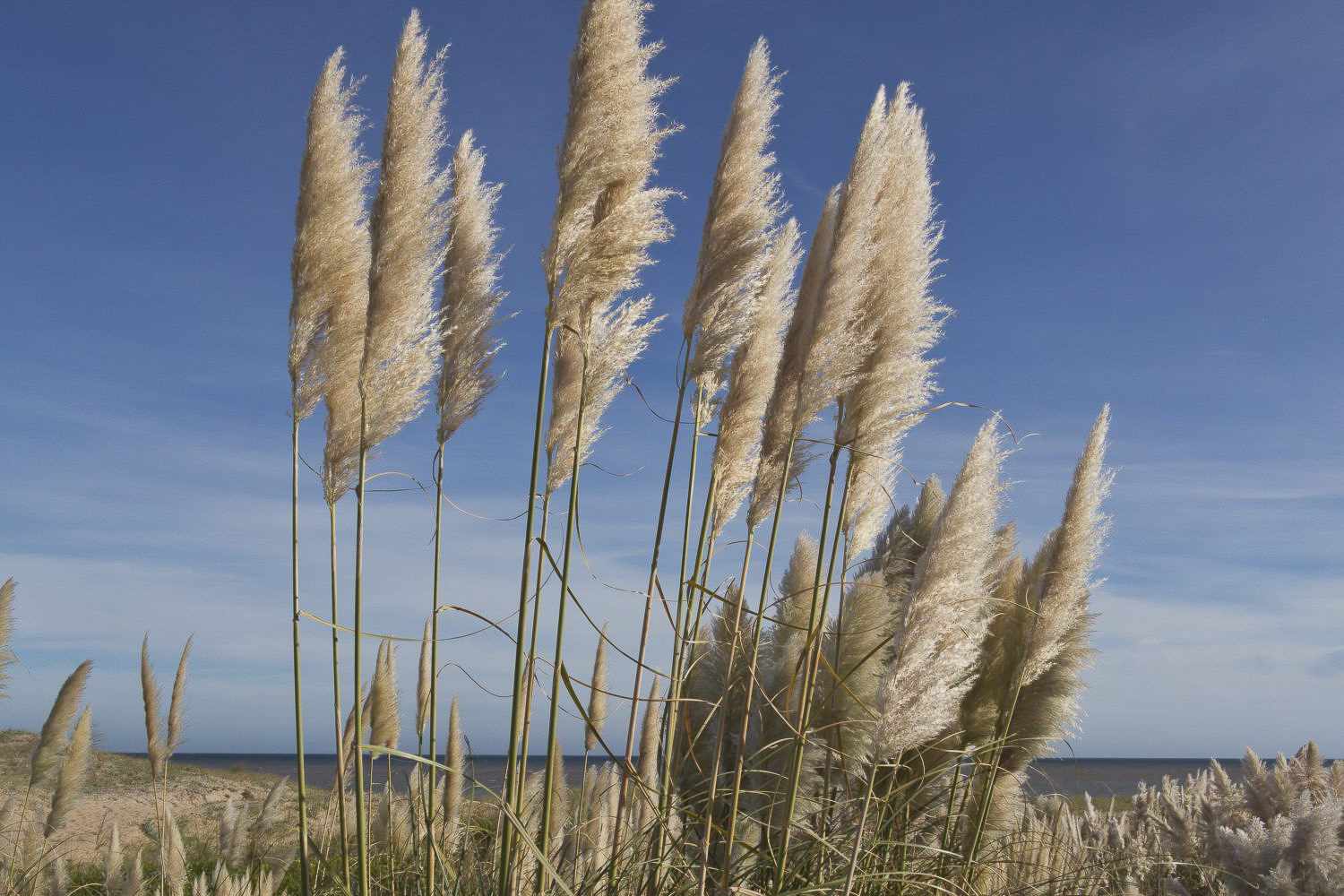 How To Grow And Care For Pampas Grass