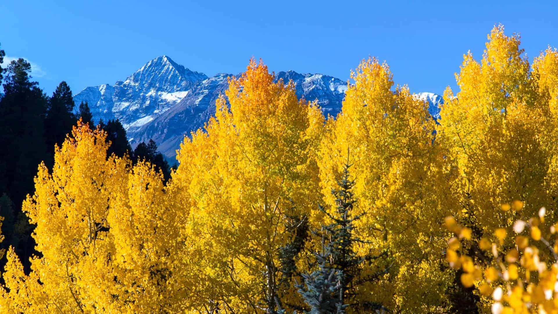 Fall in Colorado- 15 Spots to Enjoy Colorado Fall Foliage
