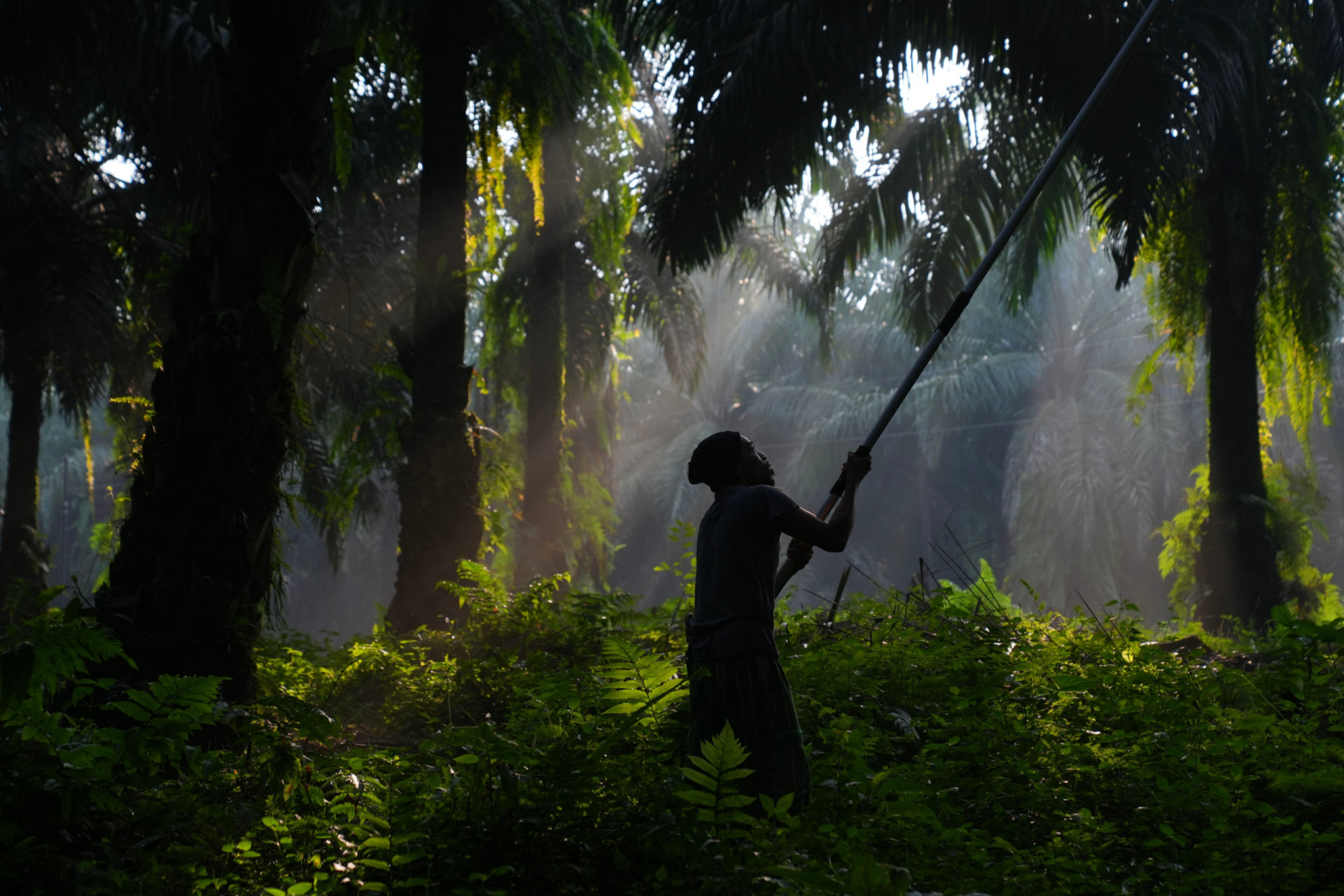 Why we need an alternative to palm oil