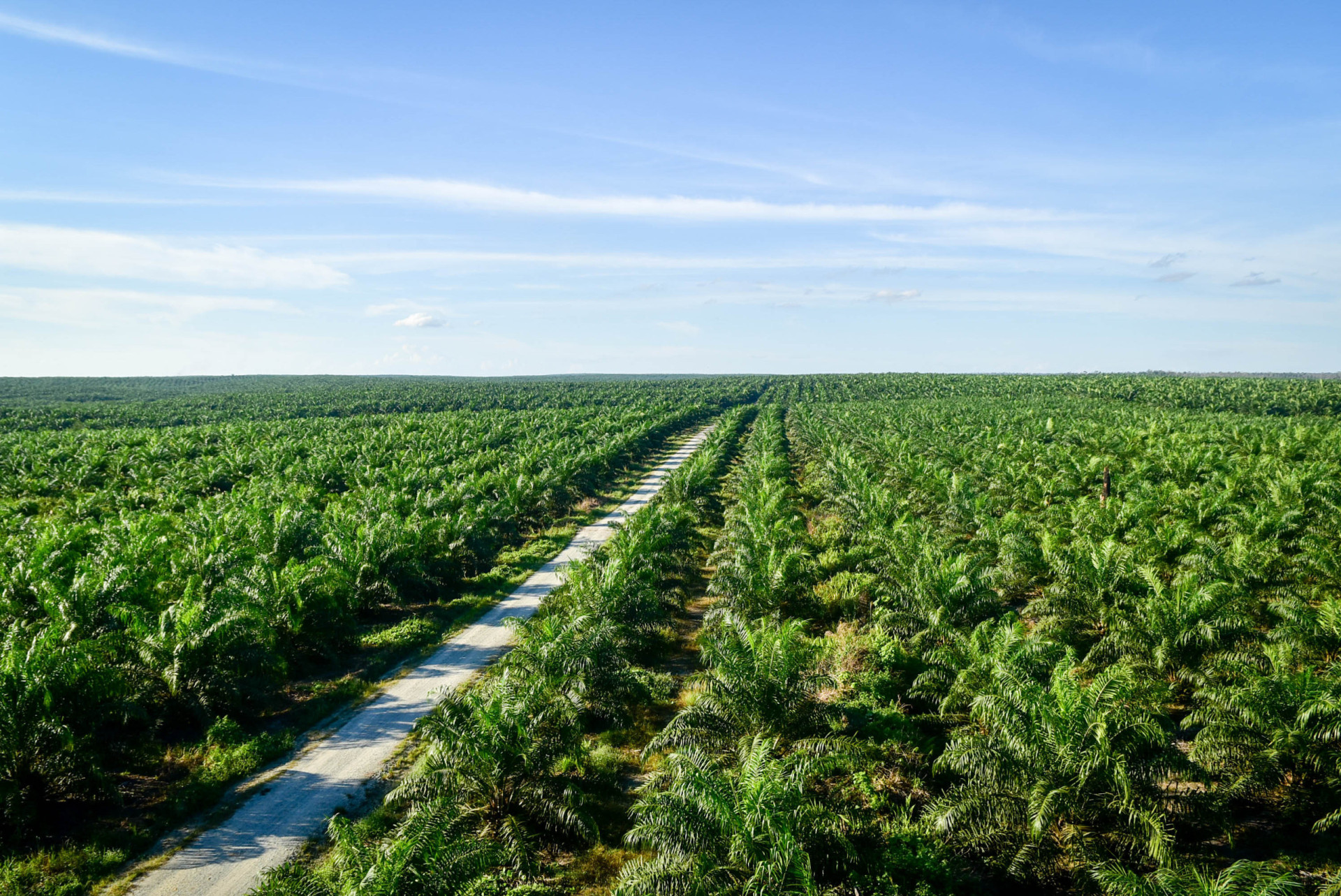 Why we need an alternative to palm oil