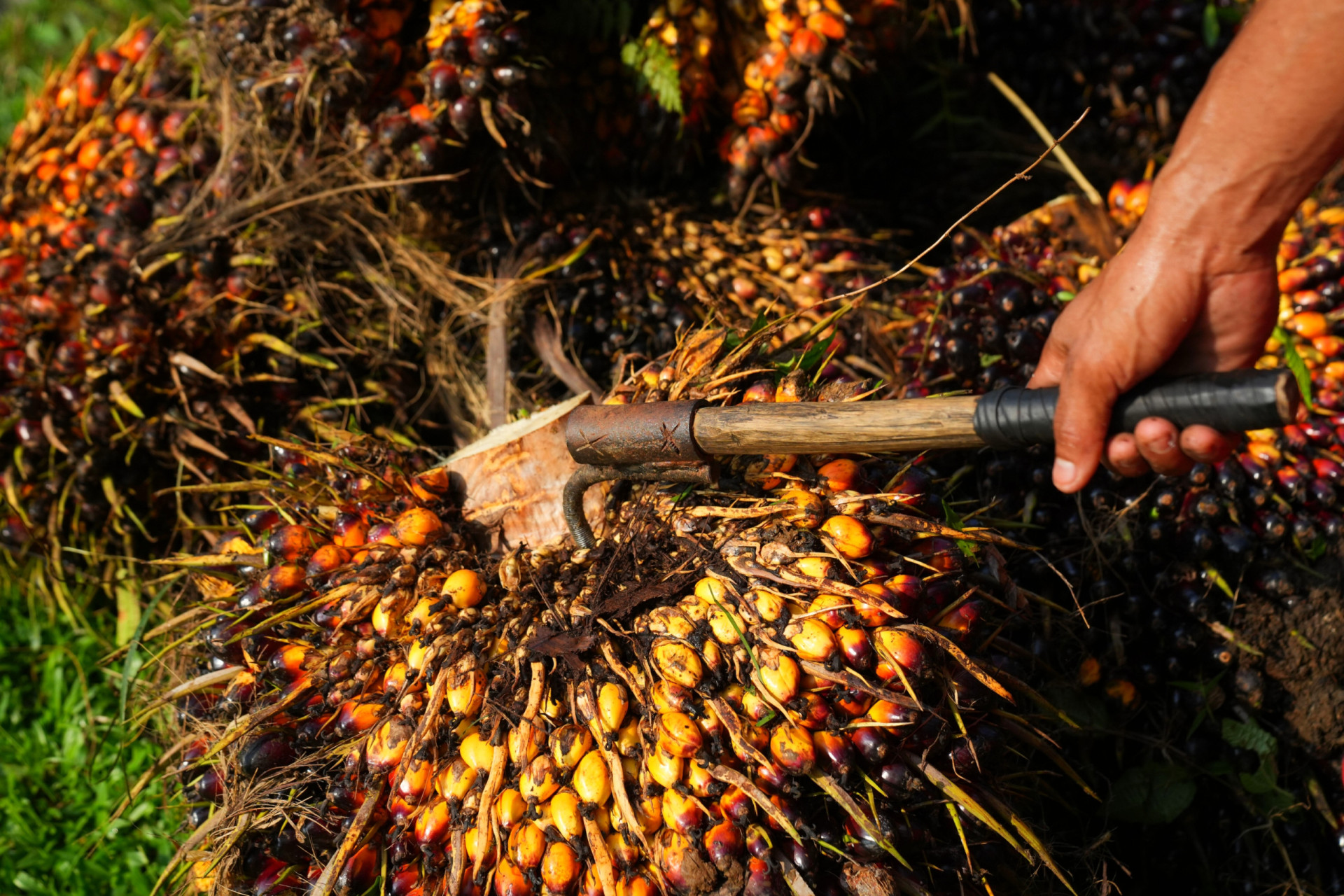 Why we need an alternative to palm oil