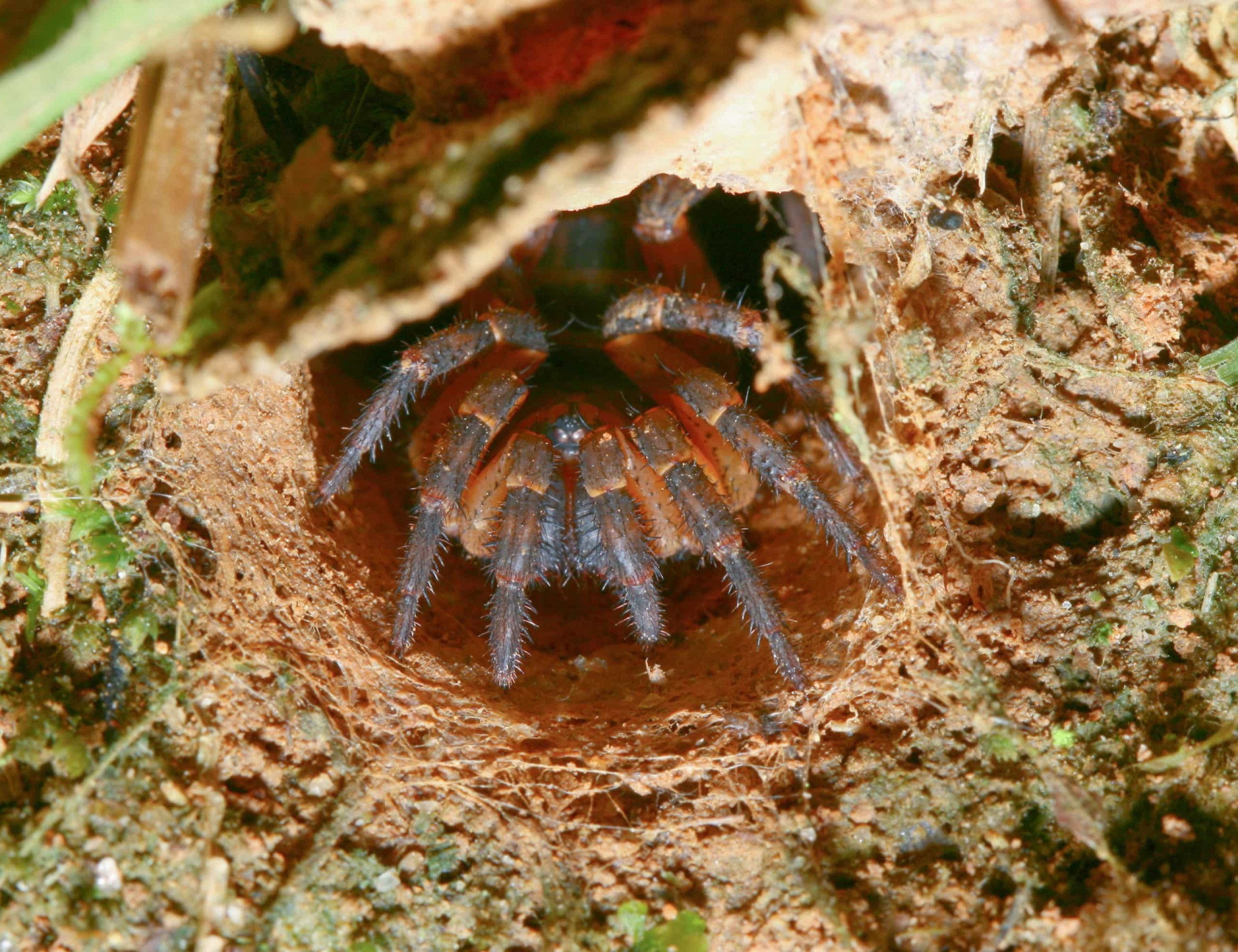 Nature's deadliest assassins