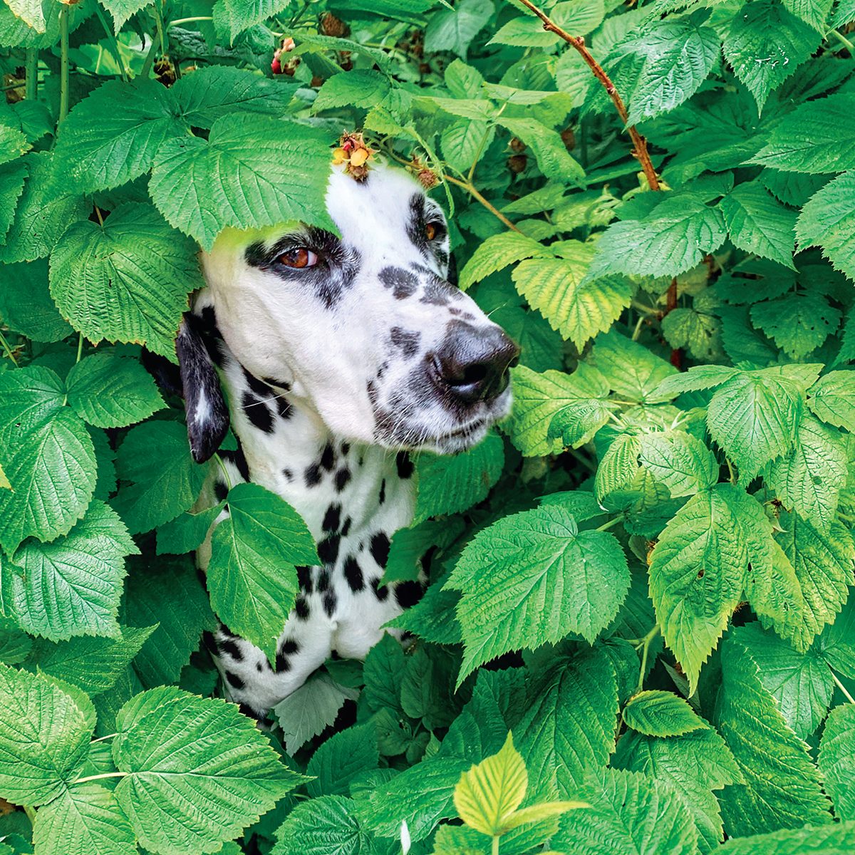 Heartwarming Dog Stories That’ll Make You Smile