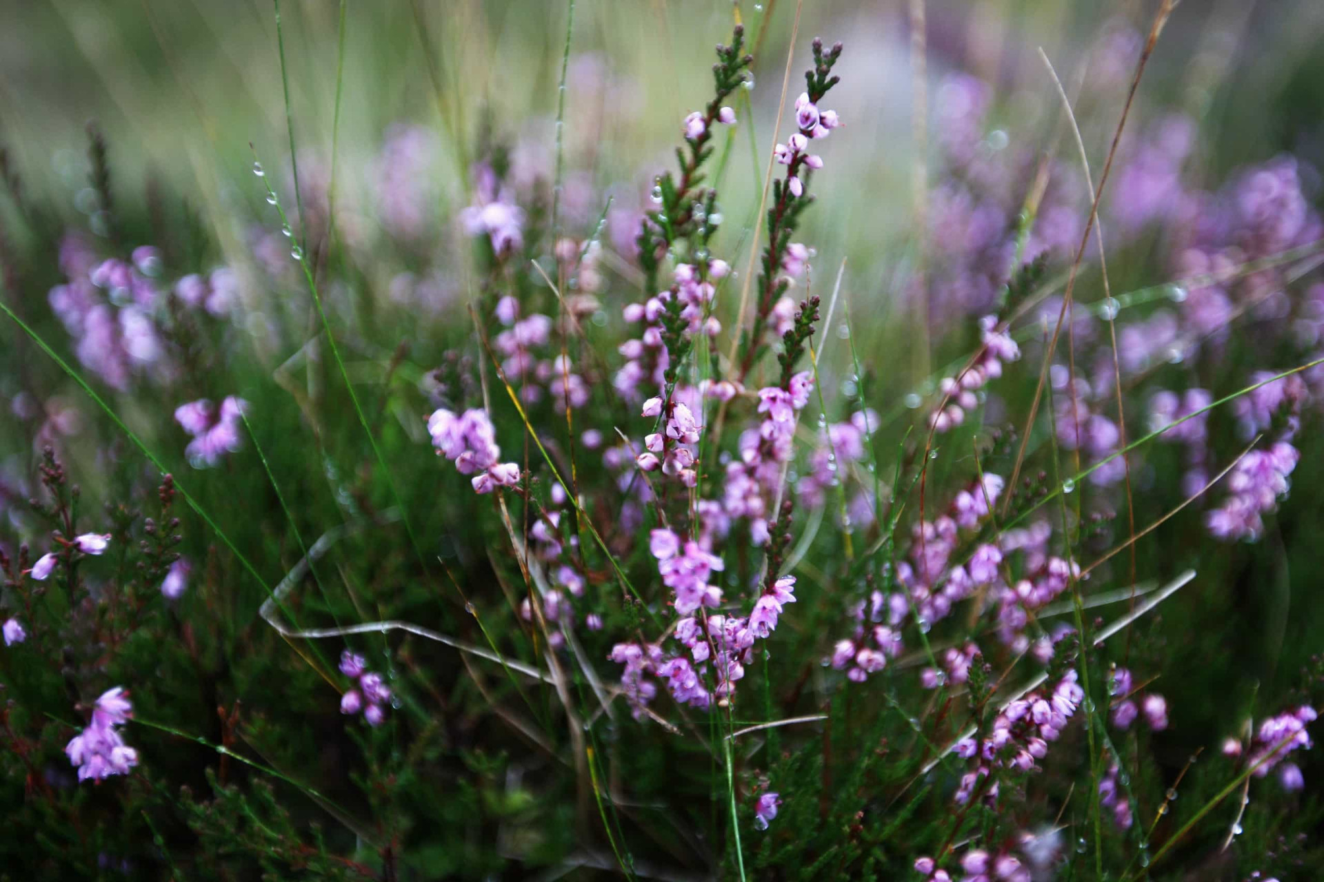 Queen Victoria's bizarre funeral requests