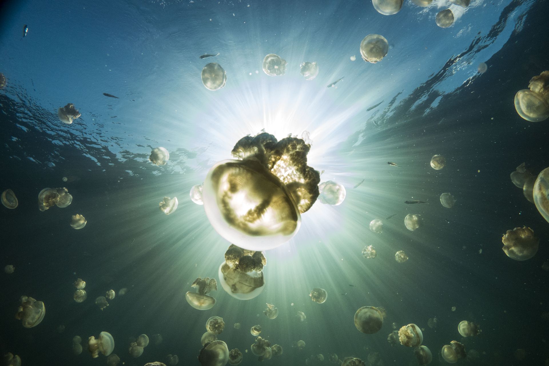 Researchers found the closest living relative to all animals in a ...