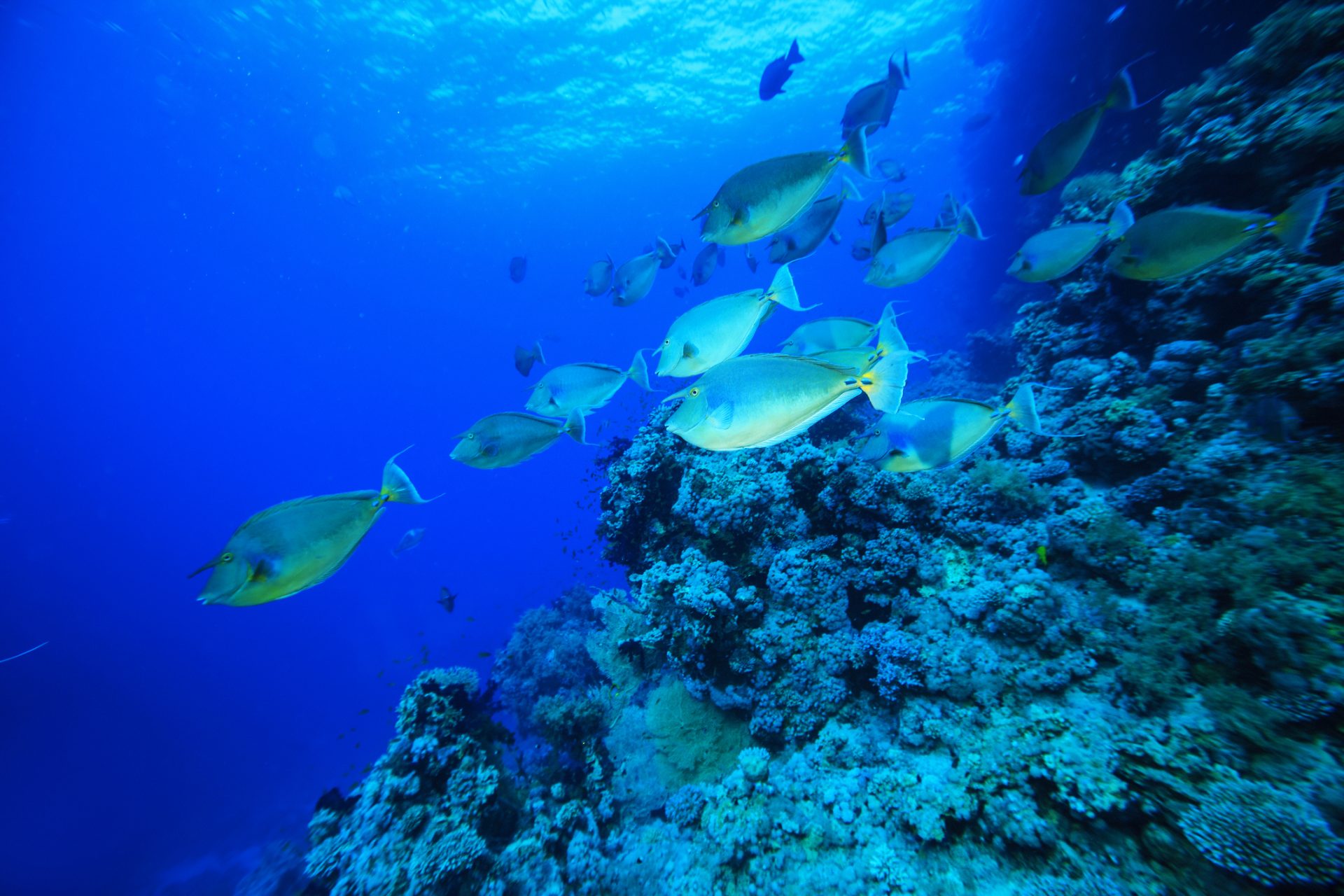 More surprises in the deep: scientists found a booming ecosystem in an ...
