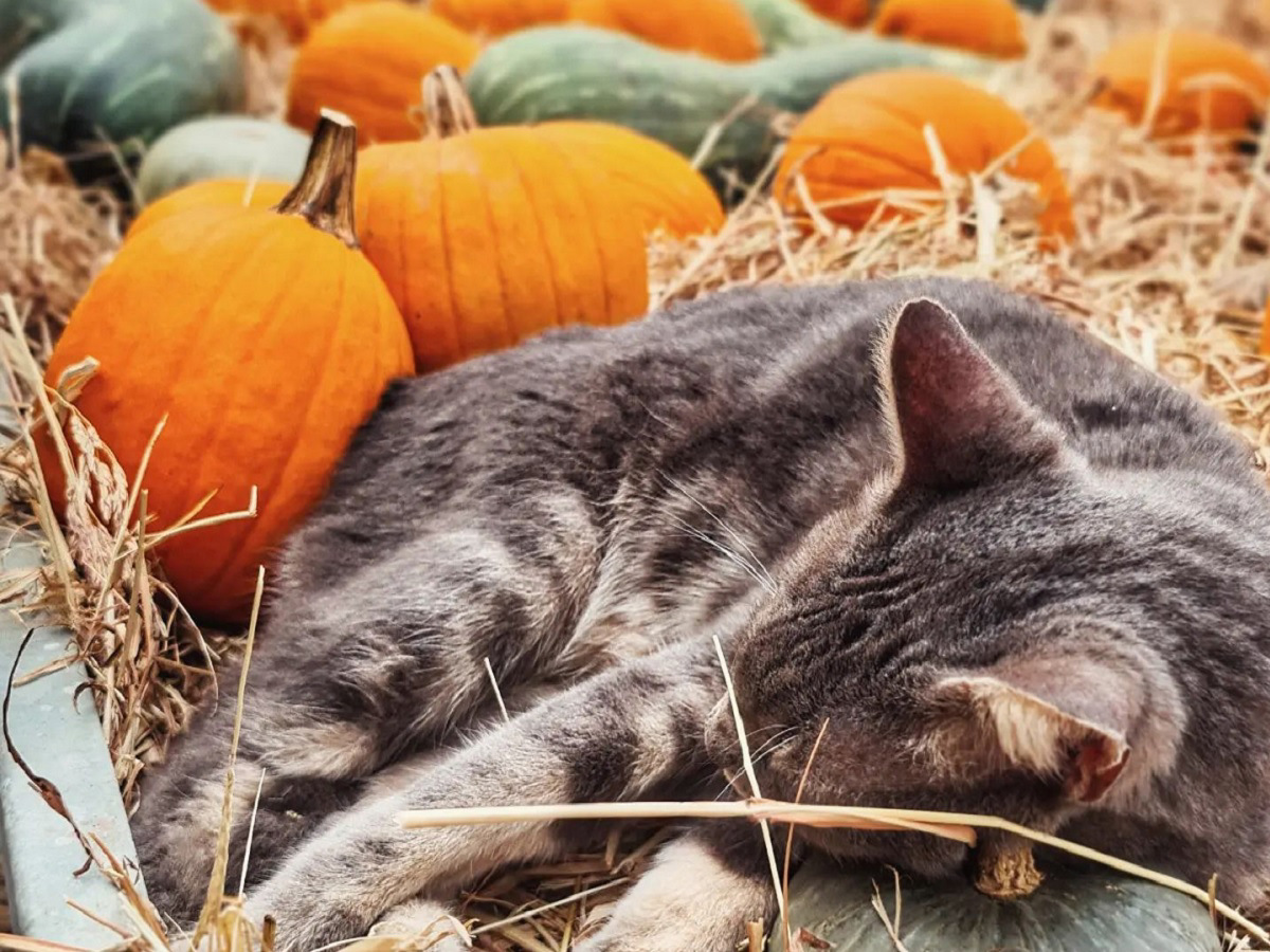 Esplora l’Orto delle Zucche a Matassino: una festa autunnale nel cuore ... Esplora l’Orto delle Zucche a Matassino: una festa autunnale nel cuore ...