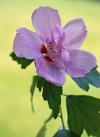 How to plant and grow rose of Sharon