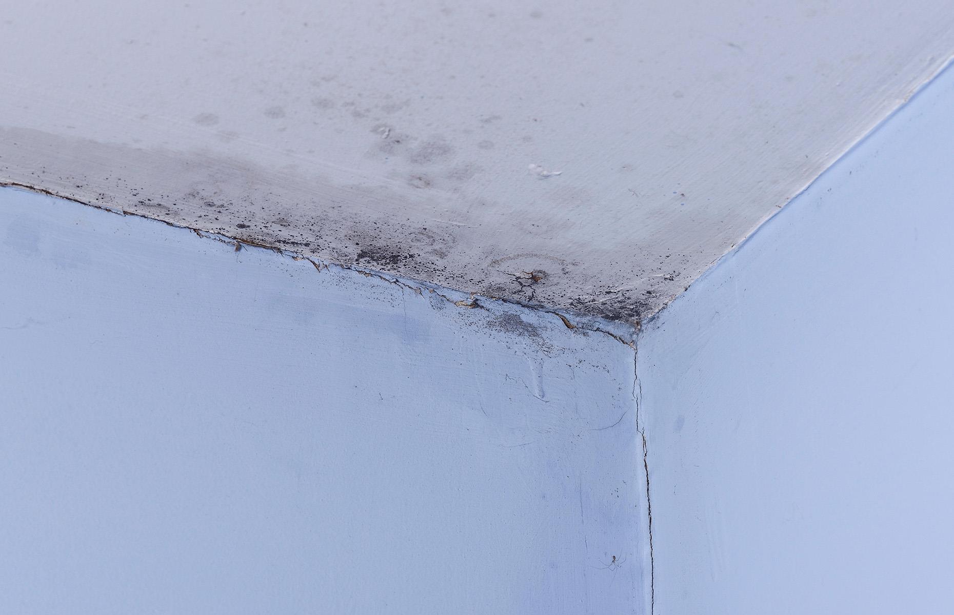 How To Spot (And Treat) These 12 Mold Varieties In Your Home