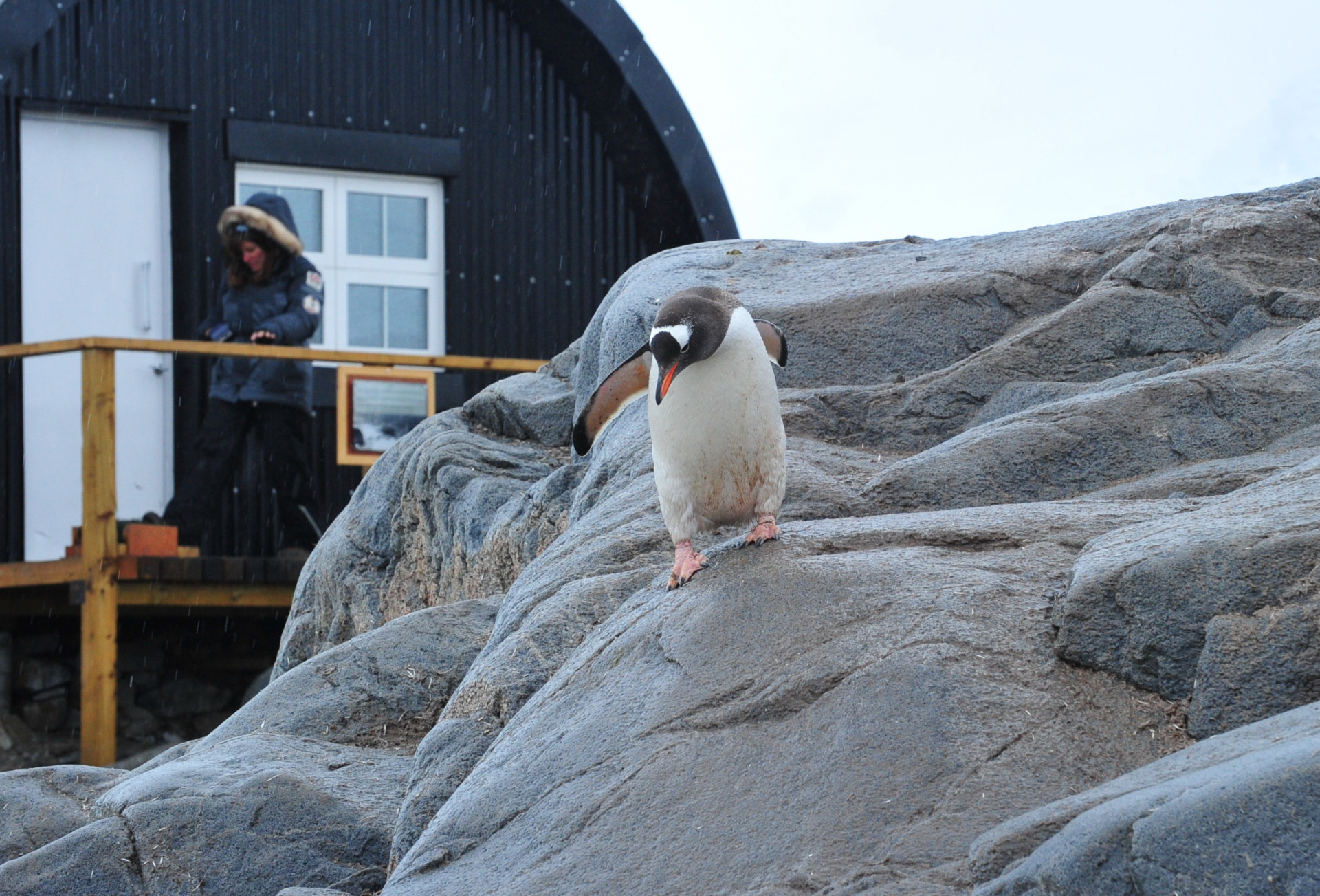 Get to know the Penguin Post Office