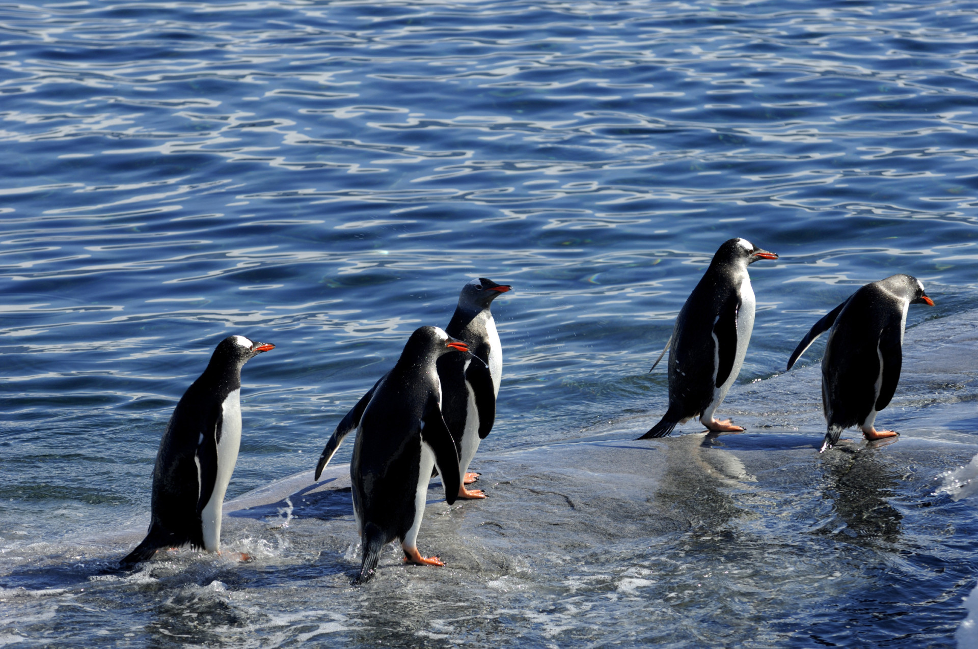 Get to know the Penguin Post Office