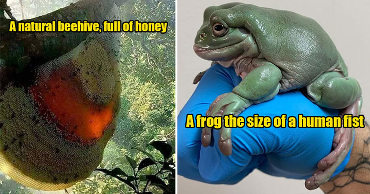 Absolute Units: 17 Extra-Large Versions of Normal Things