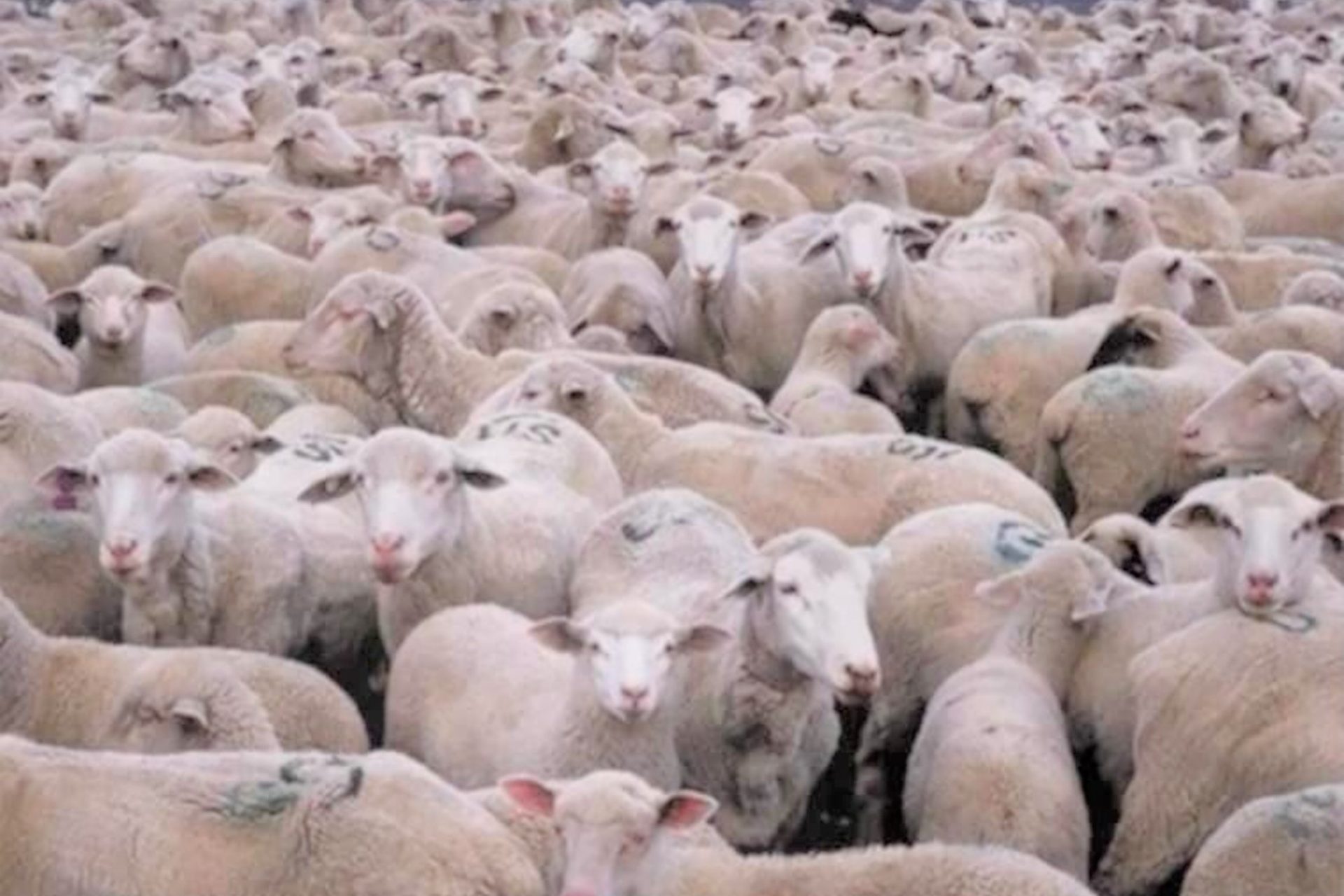 Er zit een kat in deze foto... Kun jij hem vinden?