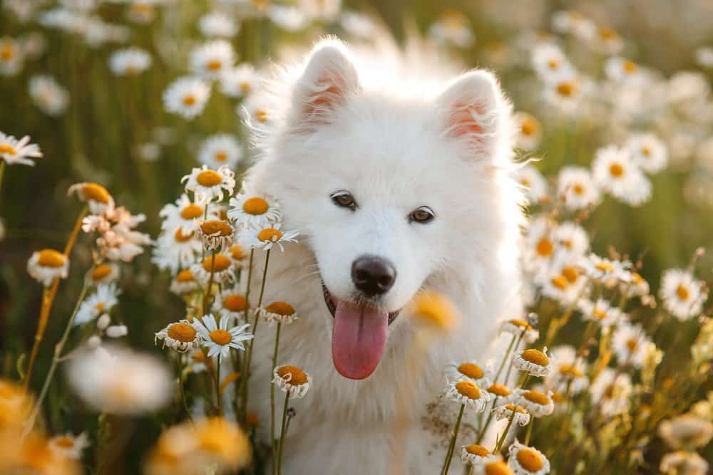These Stunning White Dog Breeds Are Popular For Many Reasons