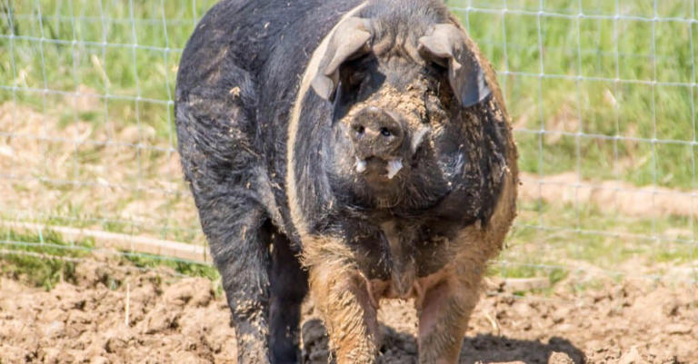 Exploring the World of Pigs: A Comprehensive Guide to the Largest Breeds