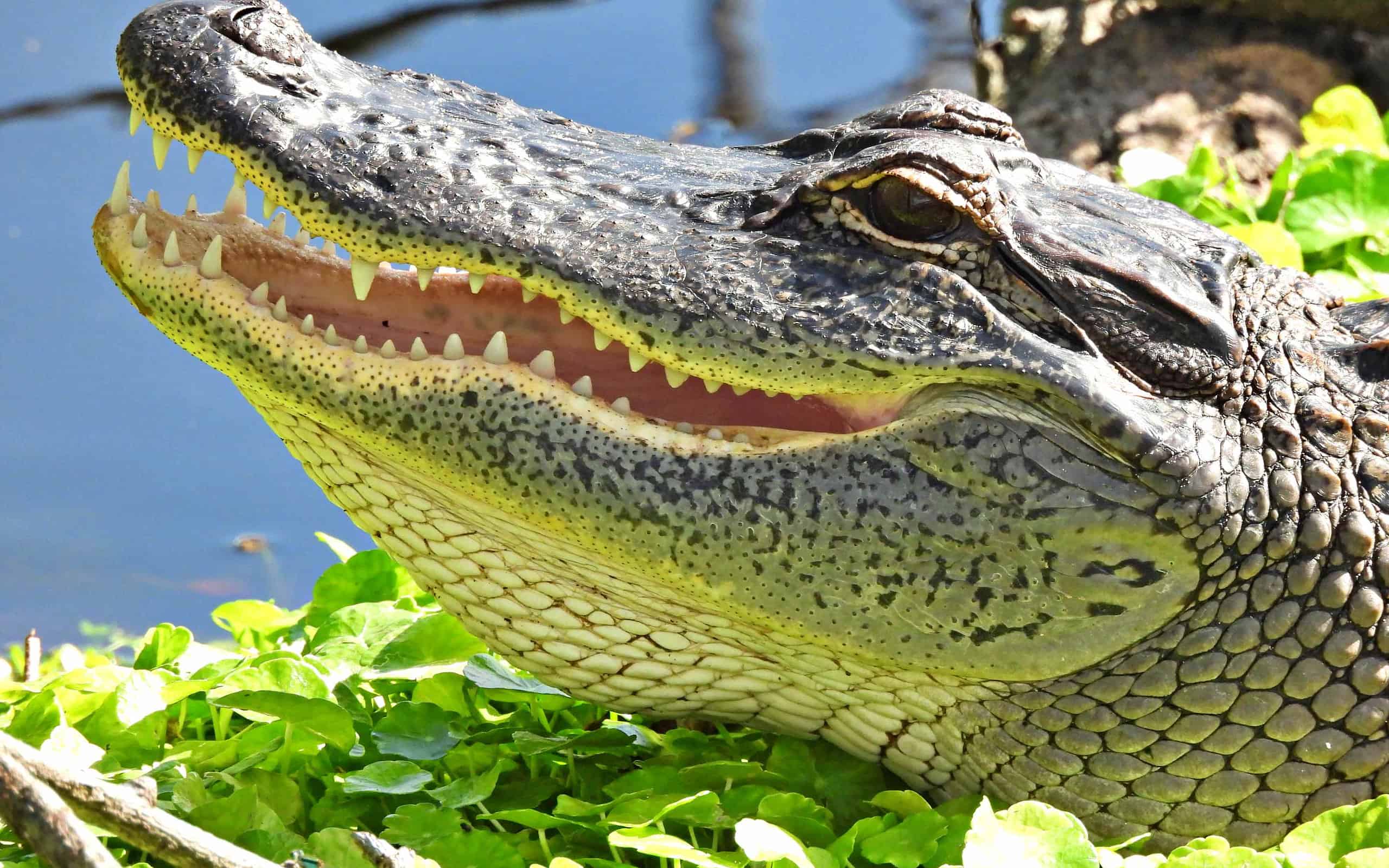 Watch a Hungry Gator Slurp Down a Swimming Snake