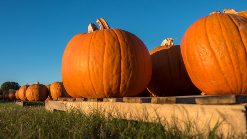 Fall festivities in Lubbock and the South Plains to attend