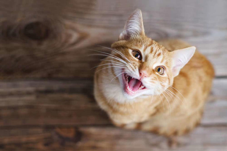 A cat trained to fist bump? Here’s what experts say