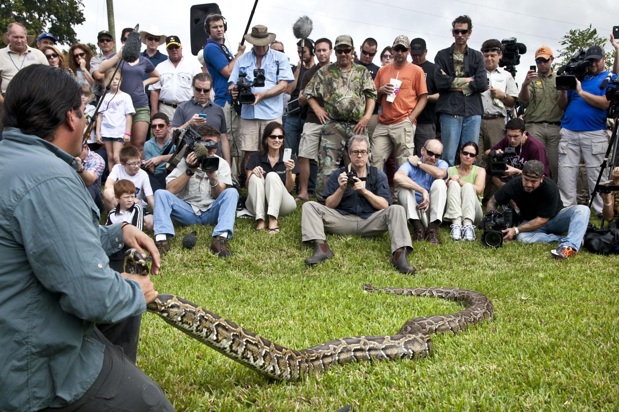 Burmese pythons: The most recent hunt in the Everglades caught almost ...