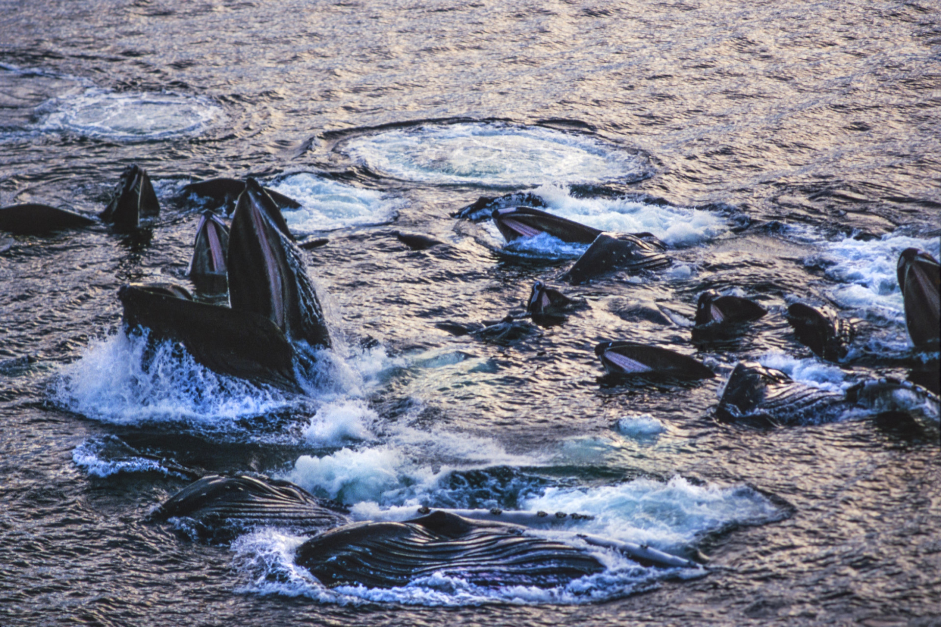 Whales: Why we love and need them