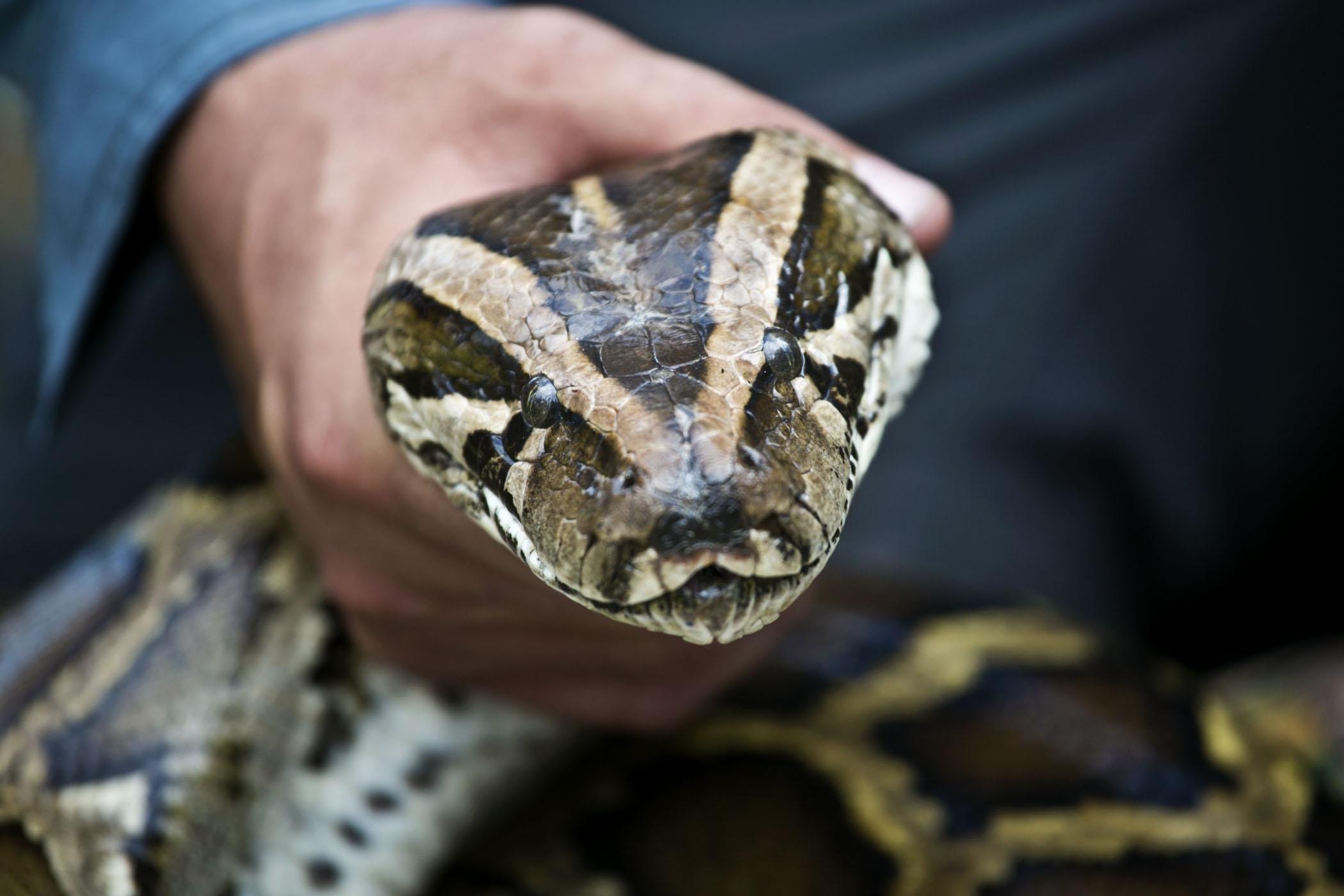 Florida Python Challenge registration open: You can join hunt for ...