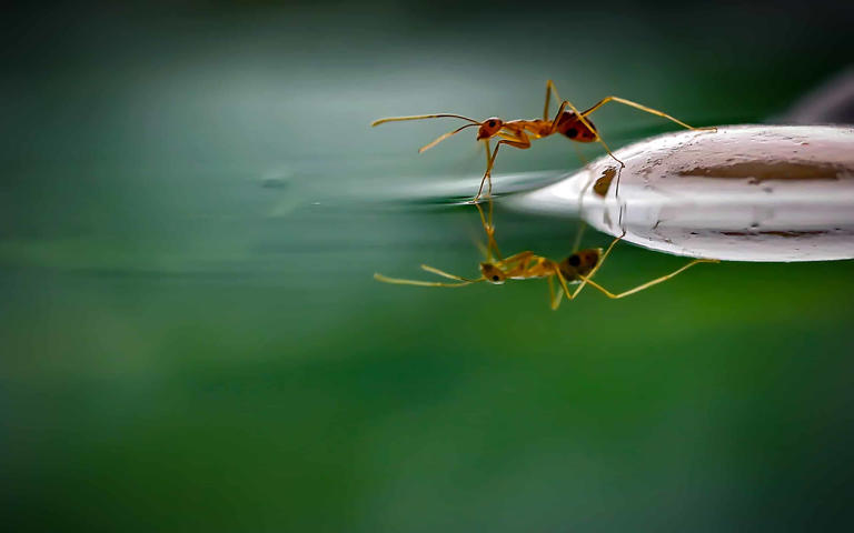 A Closer Look at How Ant Colonies Raise the Next Generation