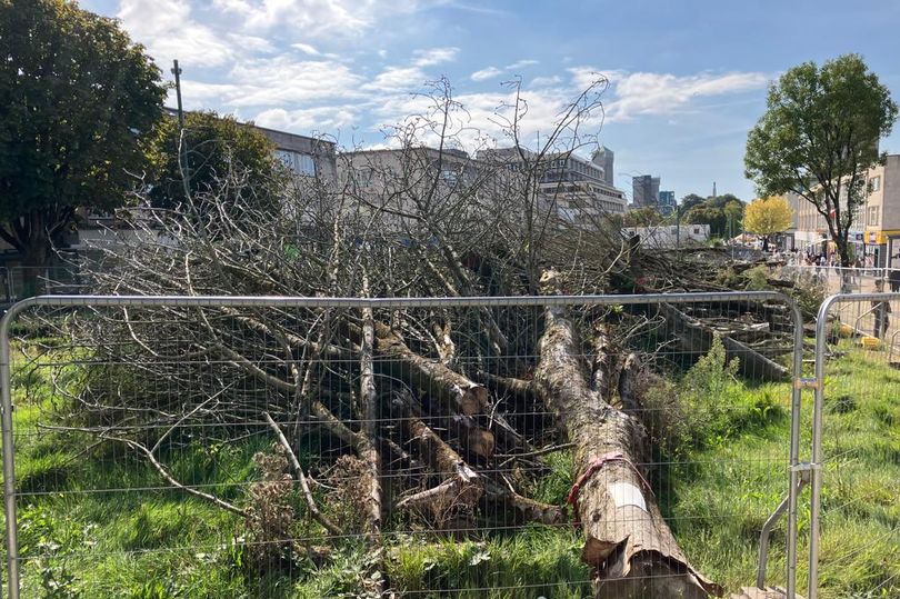 Armada Way trees fiasco cost Plymouth City Council extra £3.3m