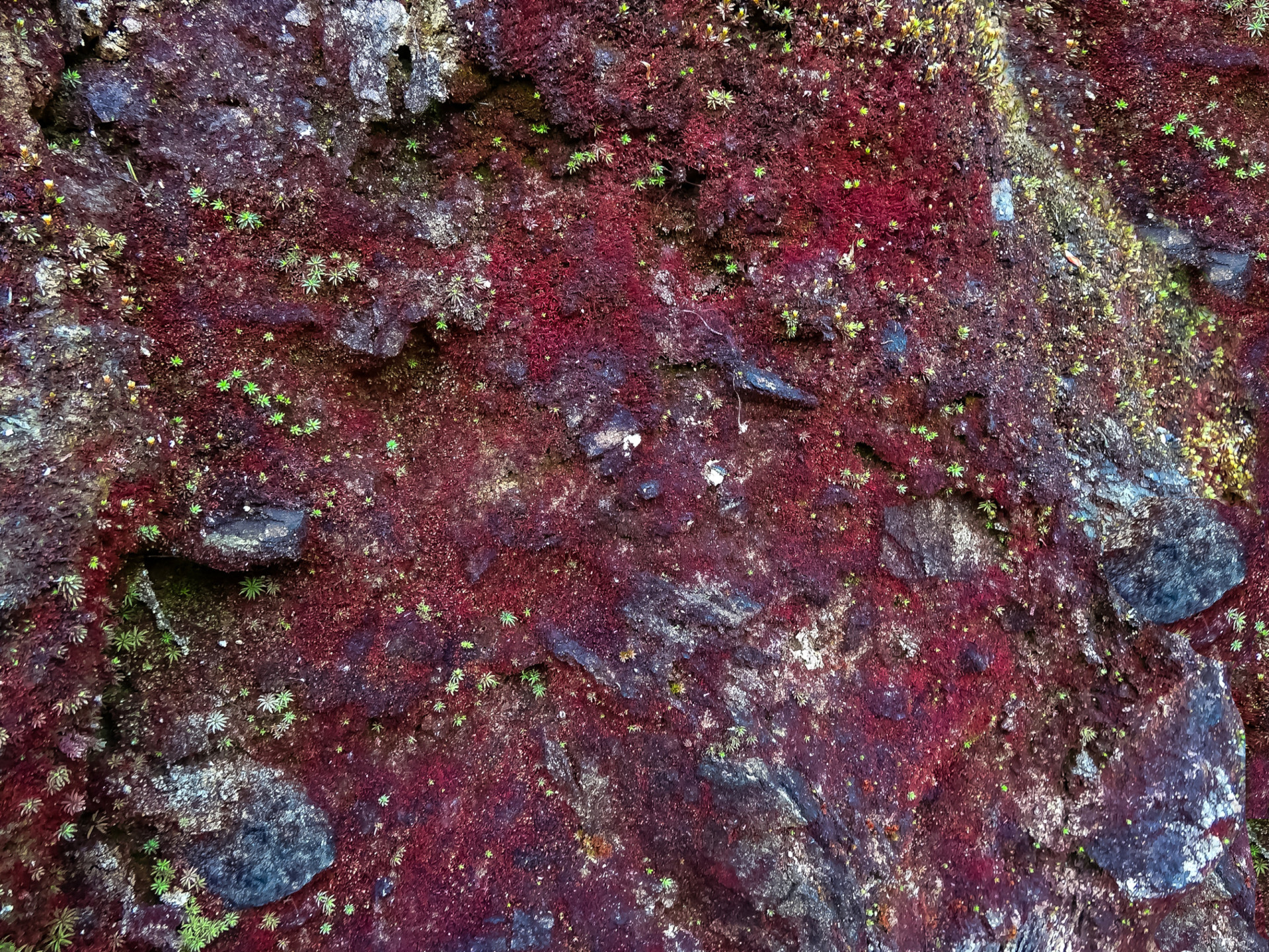 The most dazzling natural dyes of the ancient world