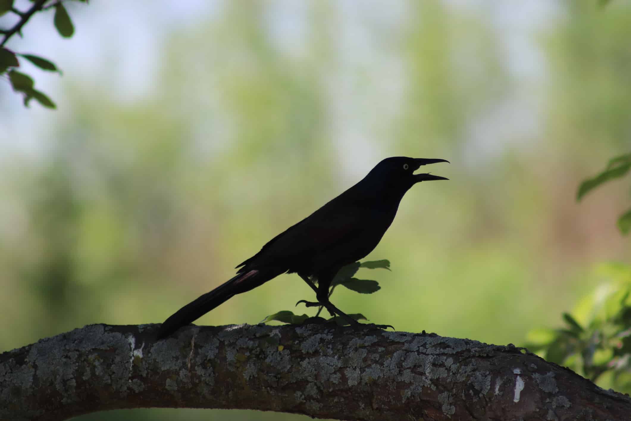 Here’s How You Can Make Your Yard More Raven-Friendly