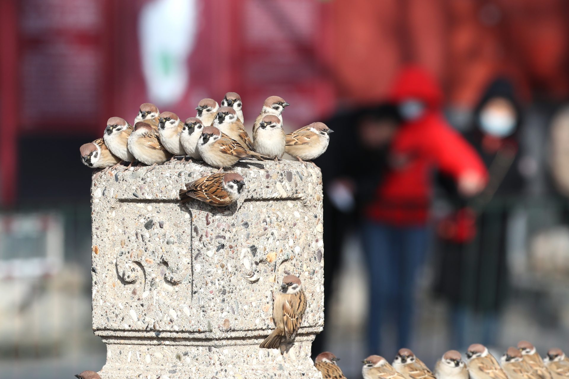 The deadly consequences of China's war on sparrows