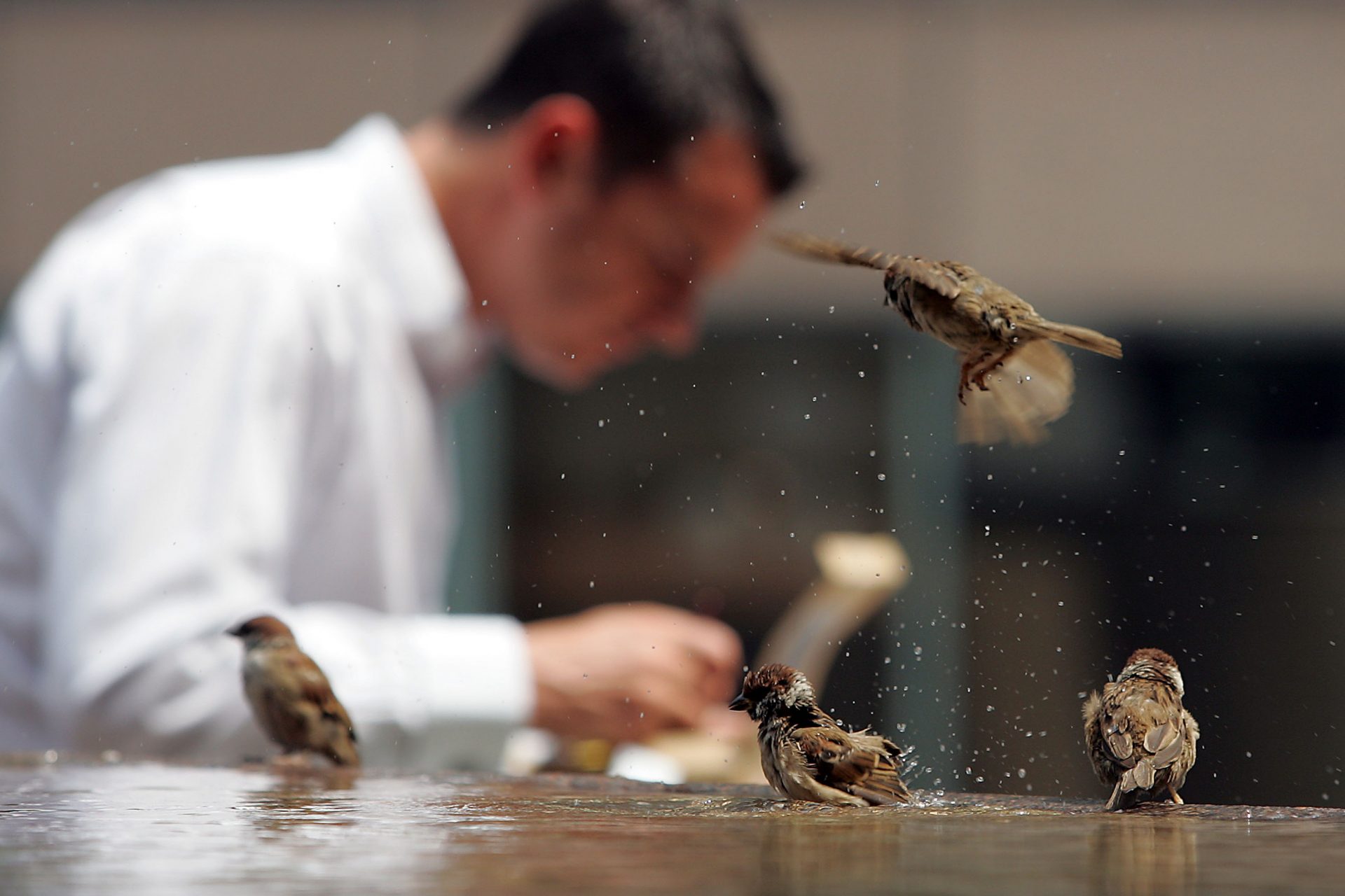 The deadly consequences of China's war on sparrows