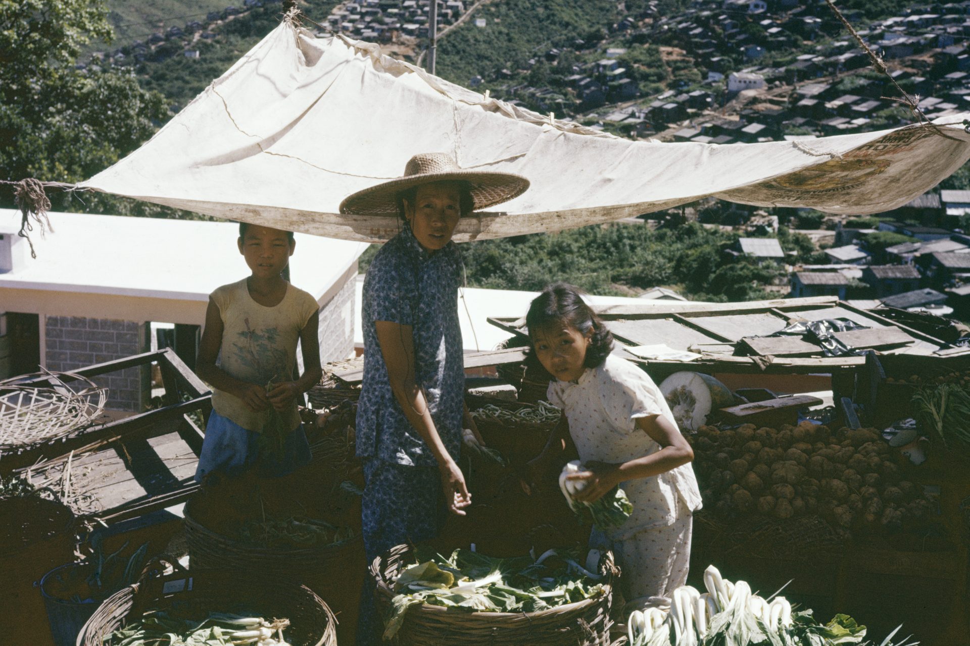 The deadly consequences of China's war on sparrows