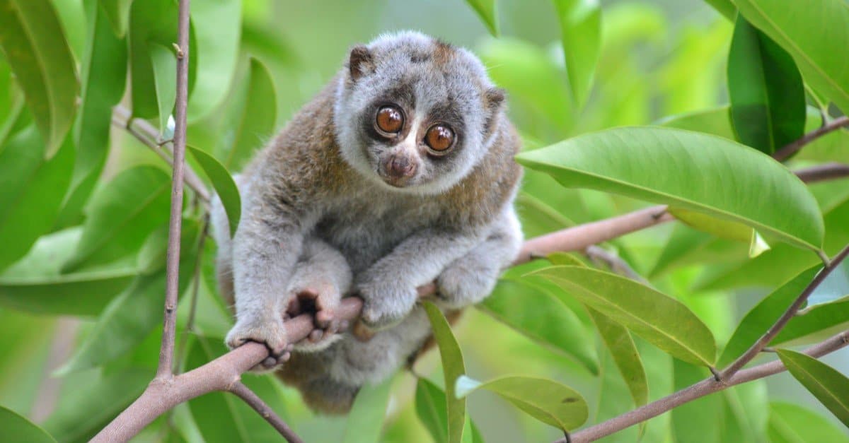8 of the Slowest Animals on Earth