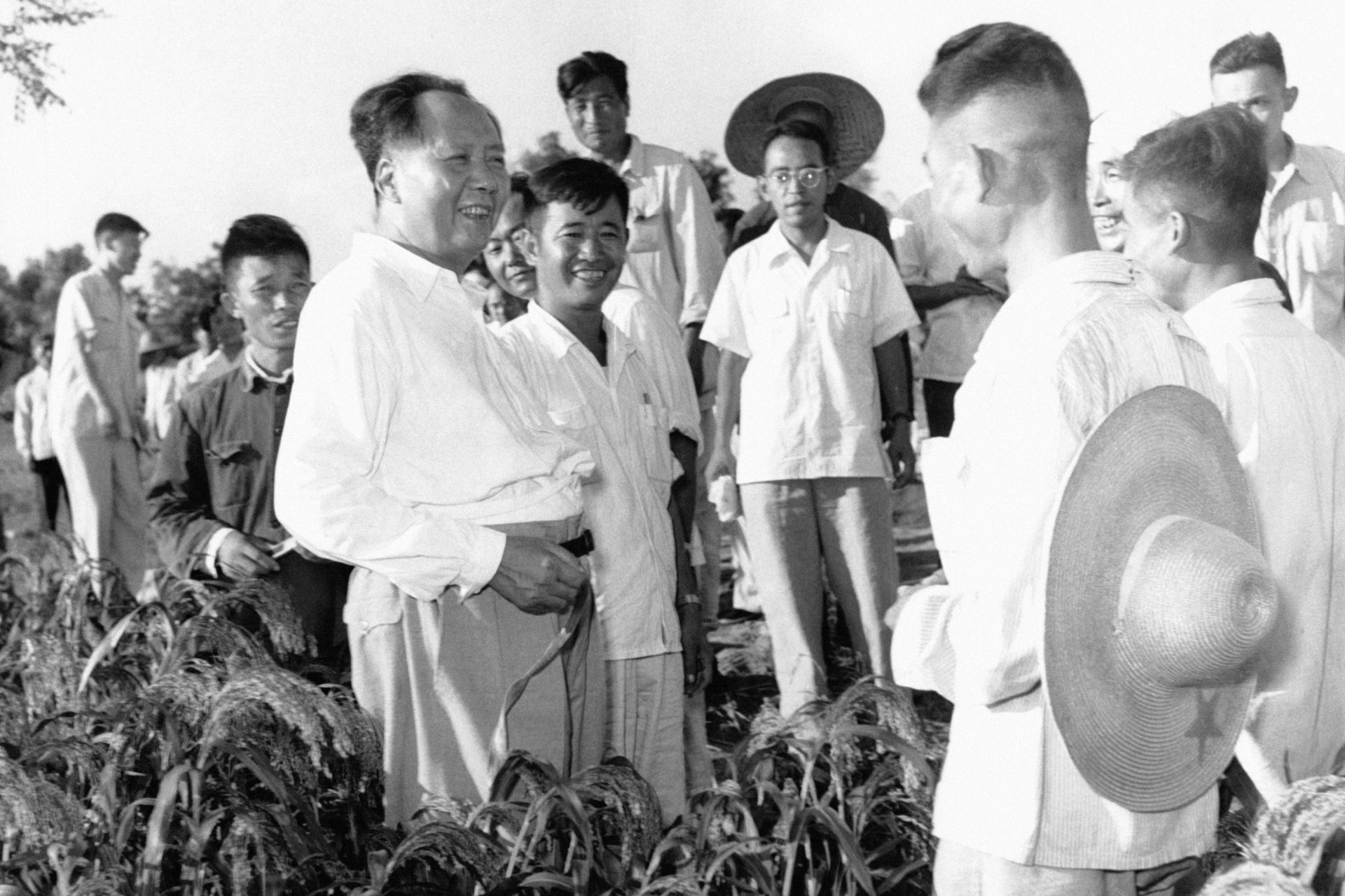 The deadly consequences of China's war on sparrows