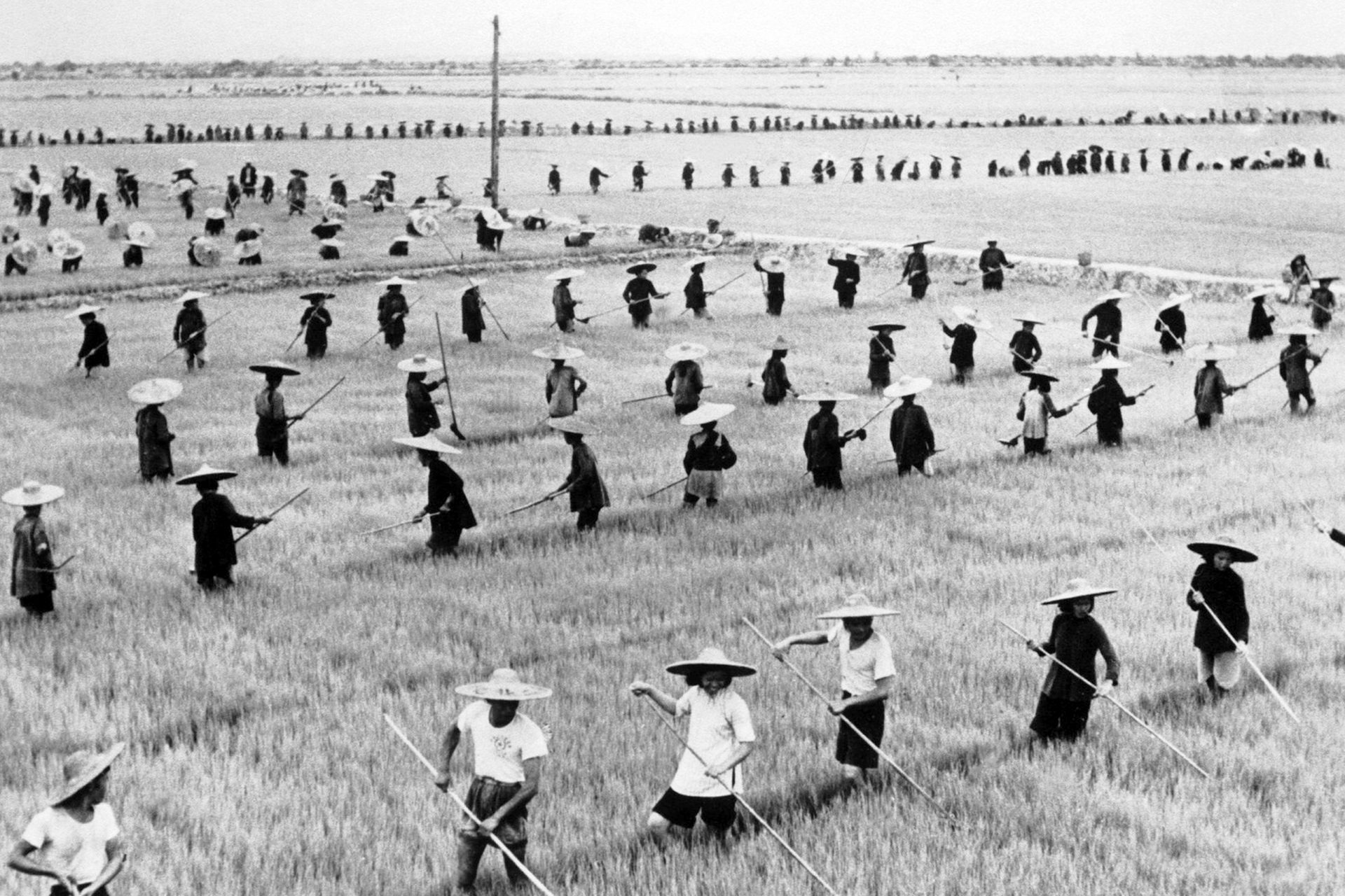 The deadly consequences of China's war on sparrows